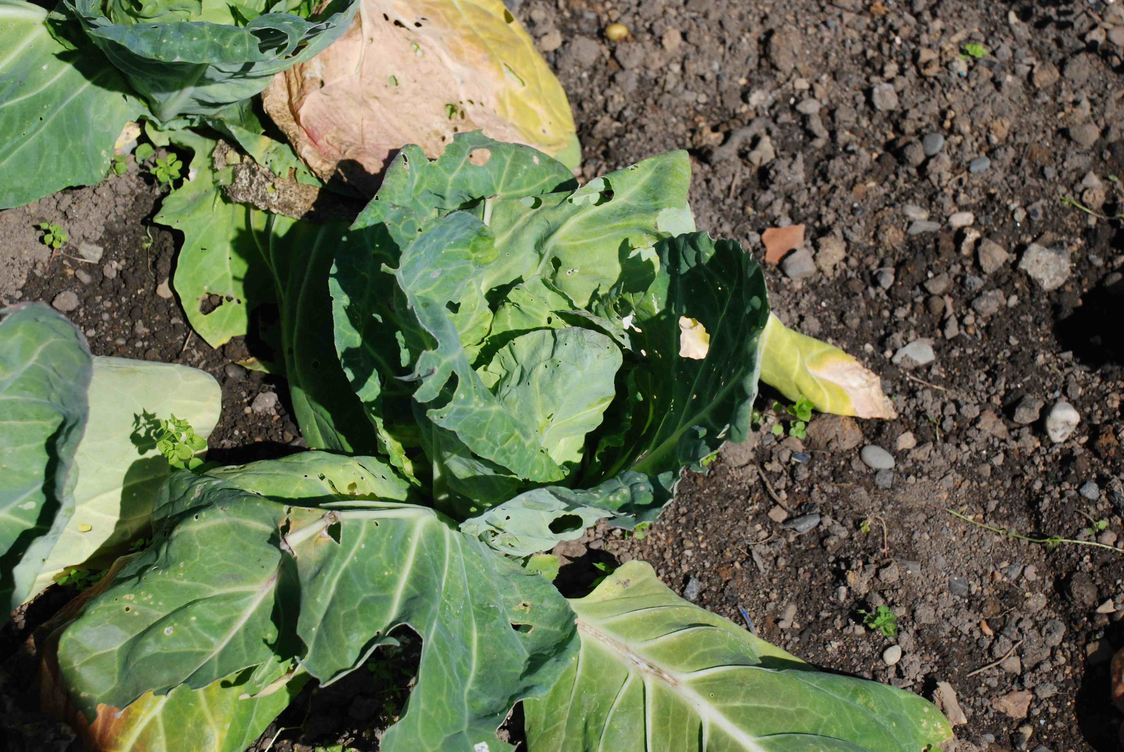 New Plants – Cabbage Cabice | The Biking Gardener
