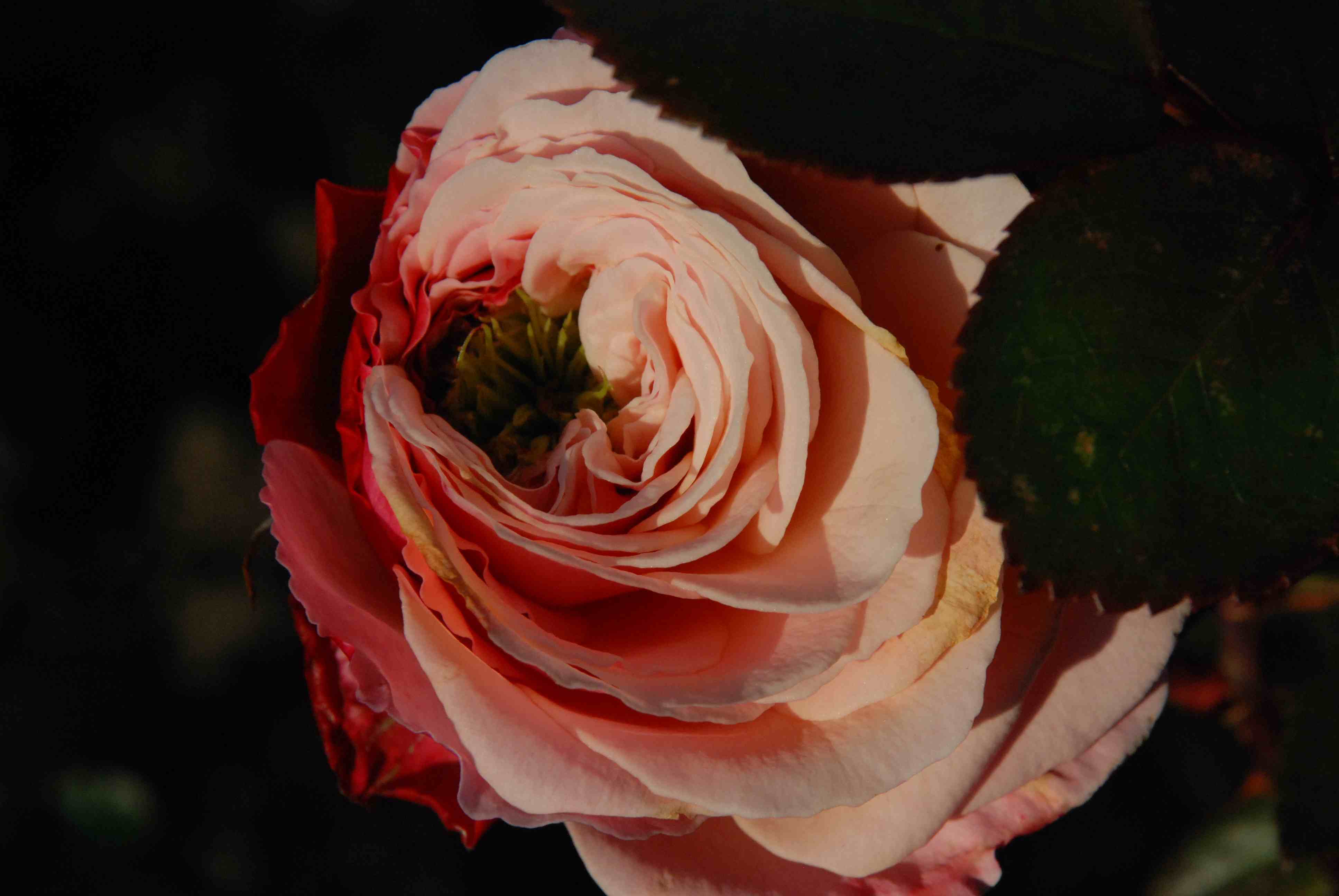 Weird and wonderful – roses and lupins | The Biking Gardener