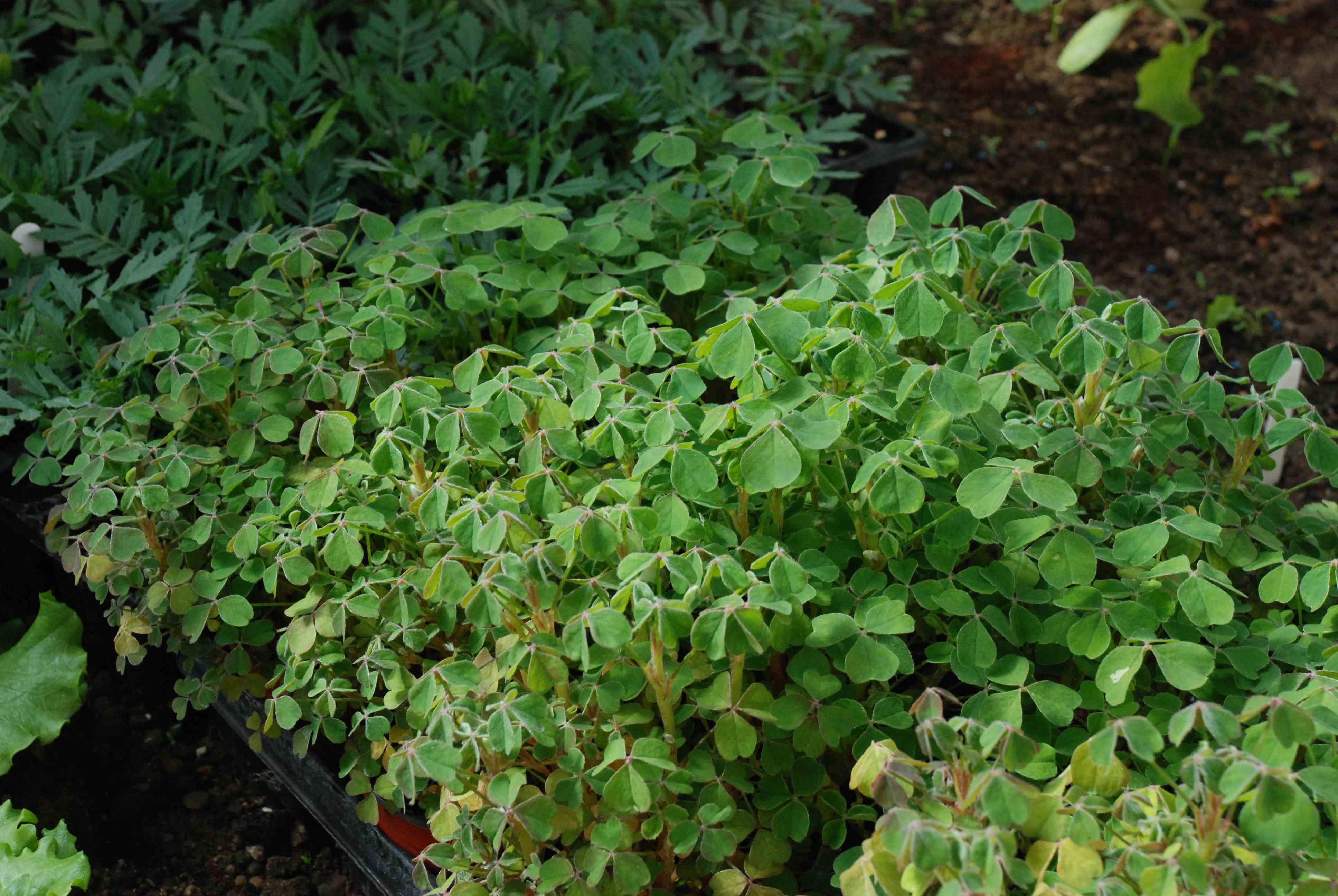 Oca – it’s OK | The Biking Gardener