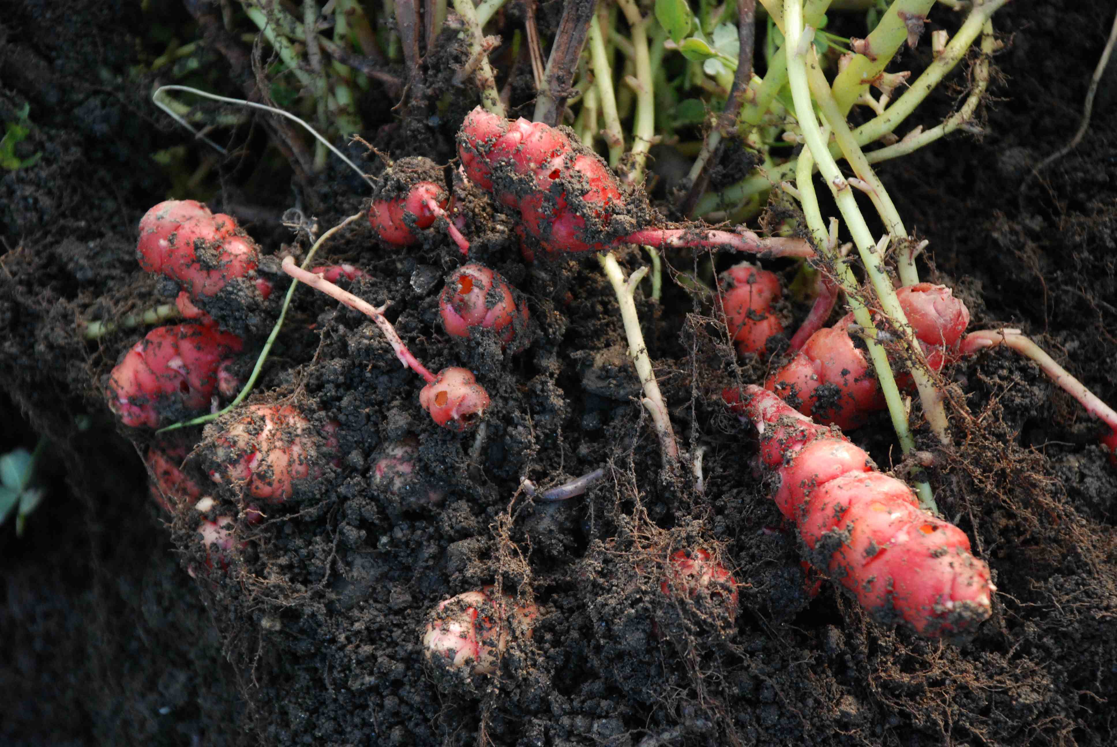 Oca – it’s OK | The Biking Gardener