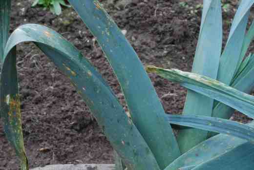 leek rust | The Biking Gardener