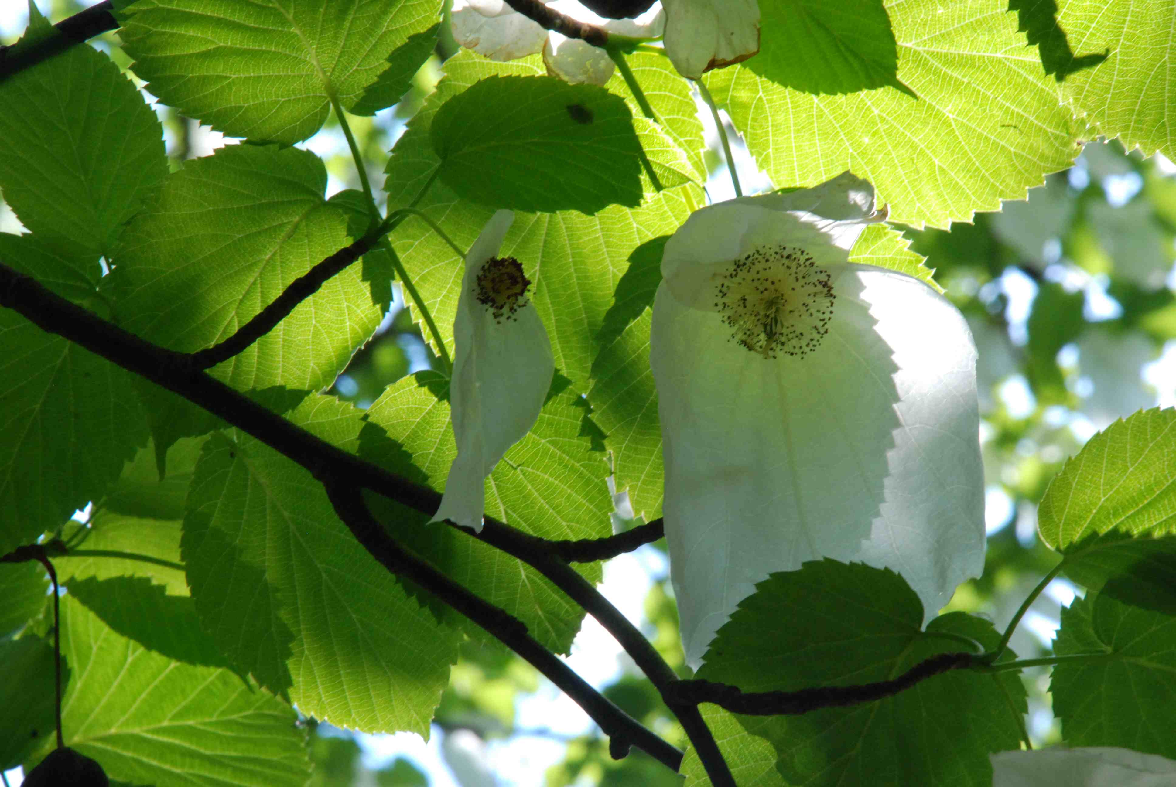 Davidia involucrata: the handkerchief tree | The Biking Gardener