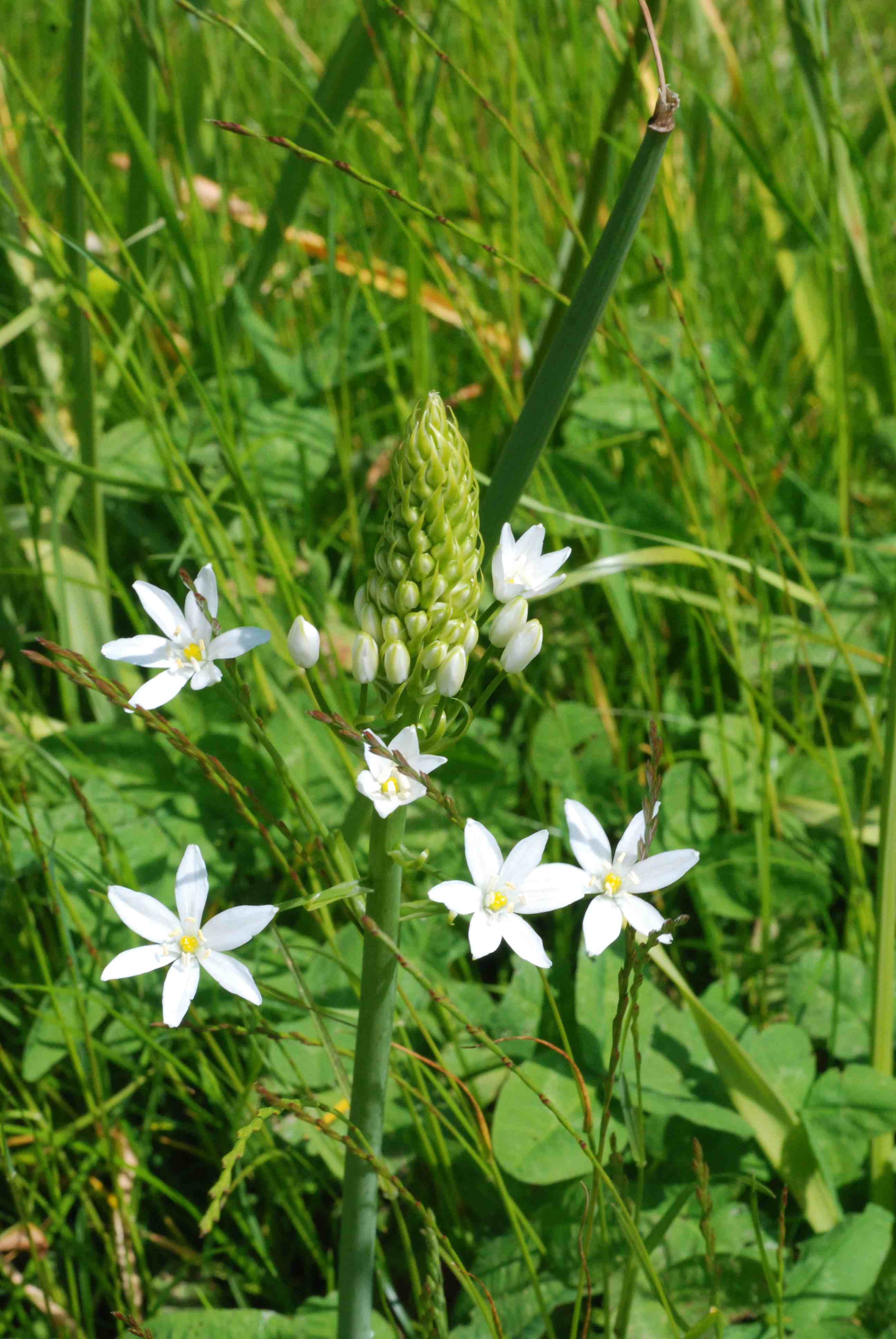 Ornithogalum magnum | The Biking Gardener