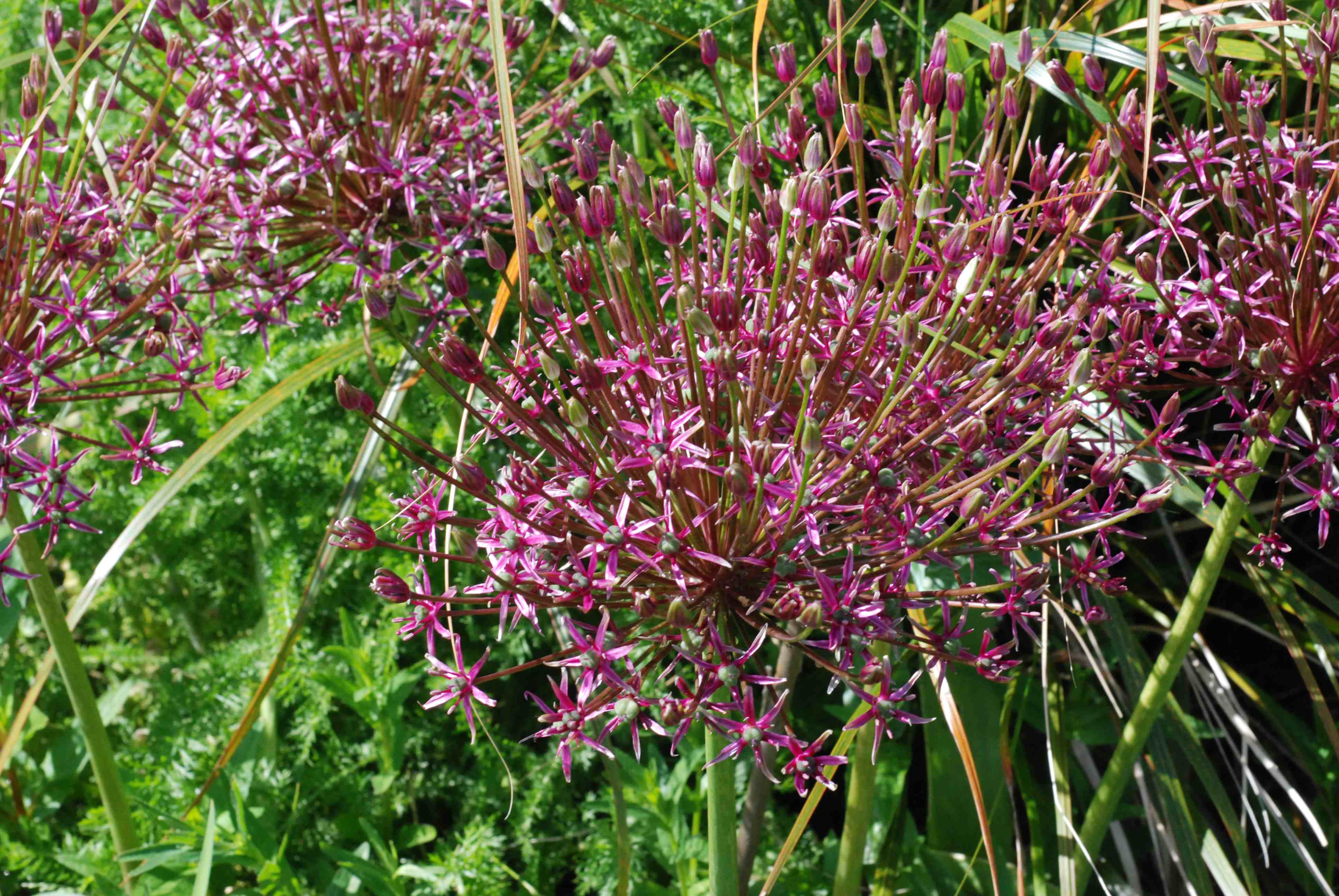 Great balls of flower: alliums | The Biking Gardener