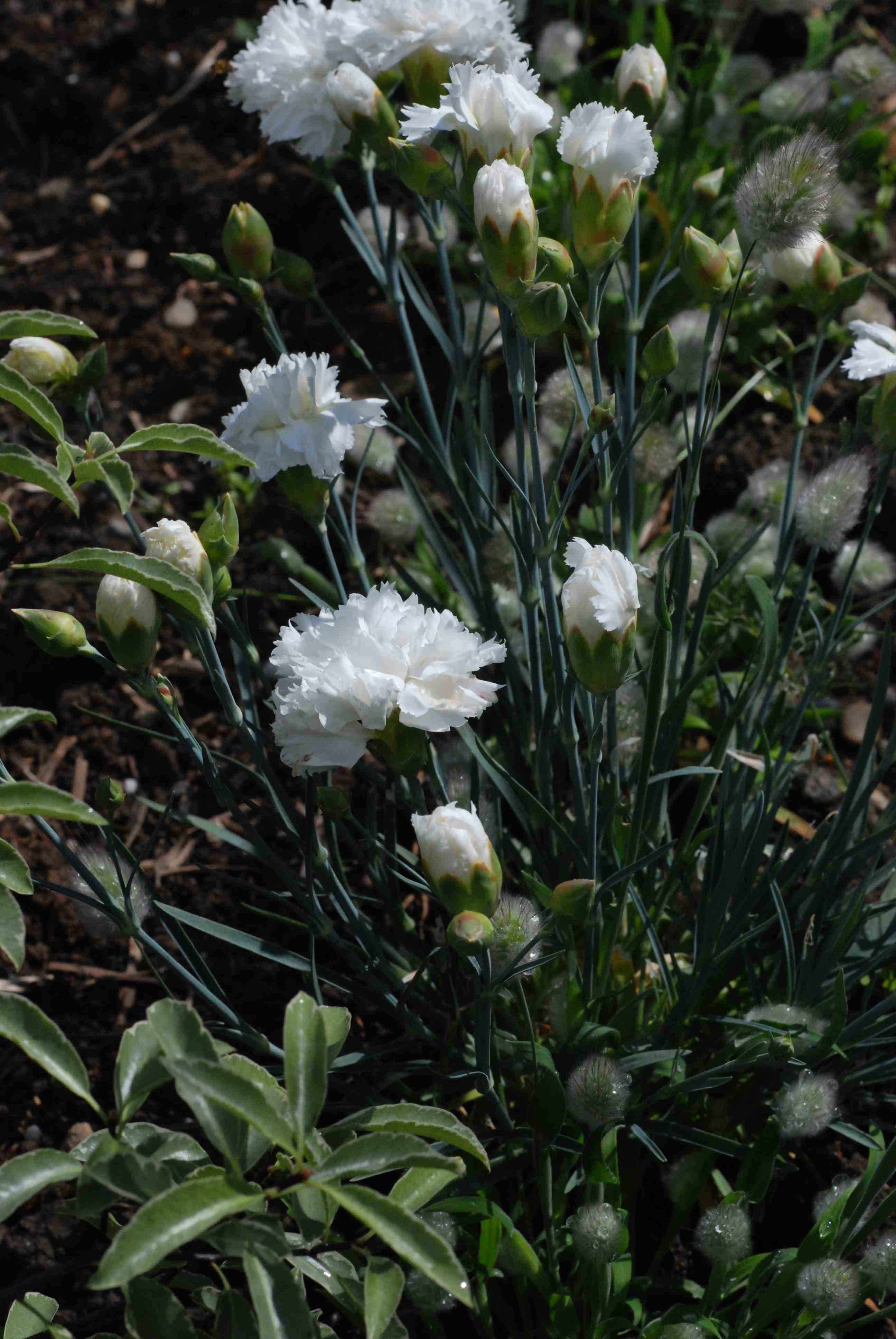 Dianthus ‘Memories’ | The Biking Gardener