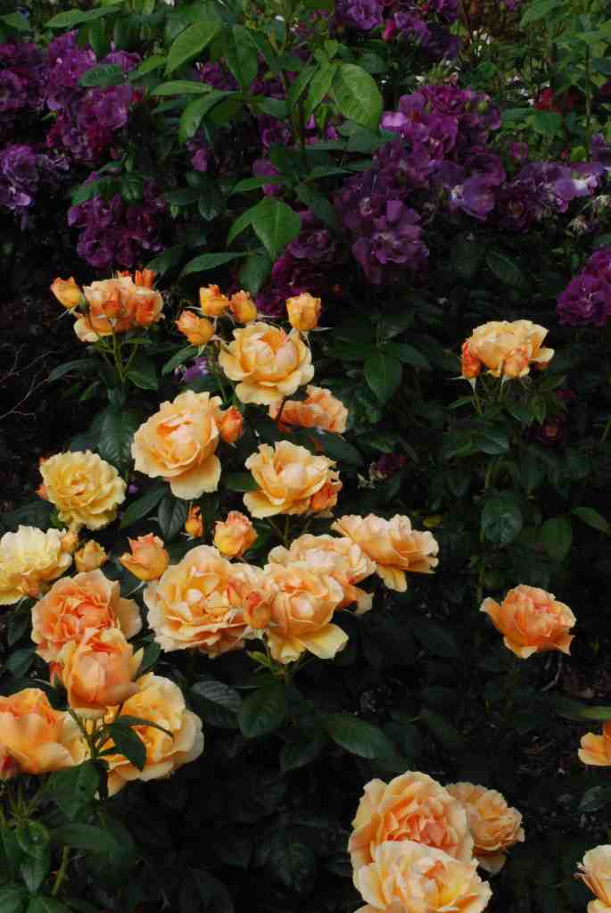 One of the best: Rose ‘Easy Going’ | The Biking Gardener