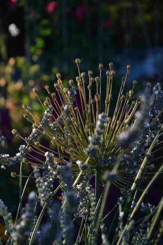 Allium ‘Spider’: part 2 | The Biking Gardener