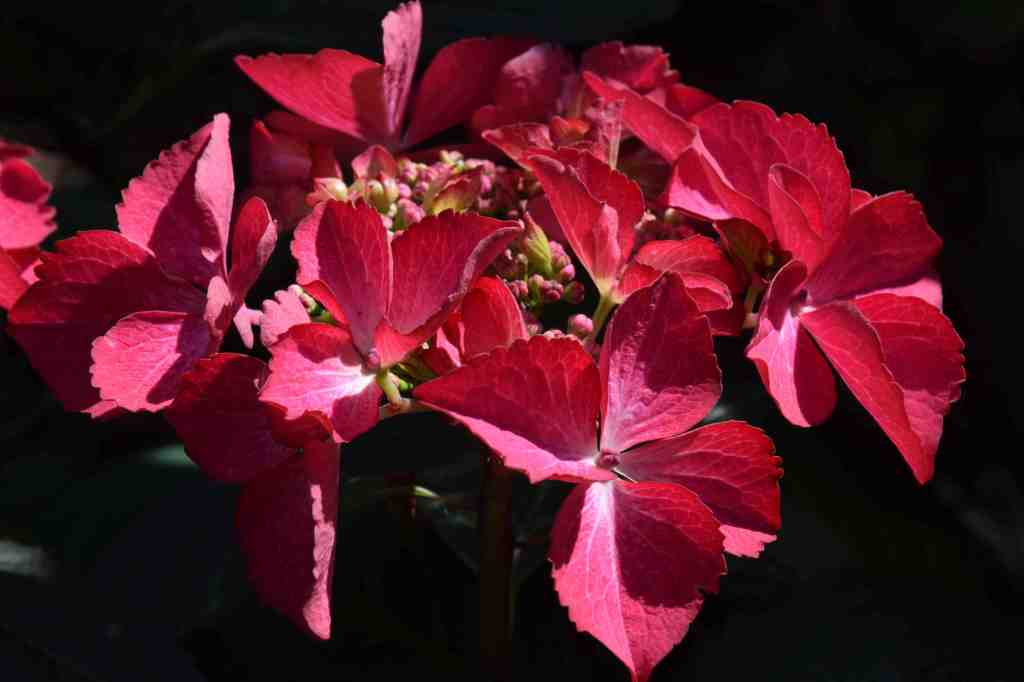 Lacy and luscious: Hydrangea ‘Selina’ | The Biking Gardener
