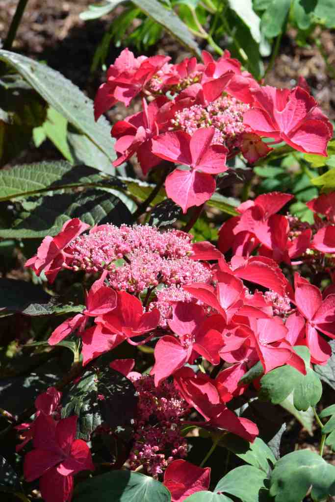 Lacy and luscious: Hydrangea ‘Selina’ | The Biking Gardener