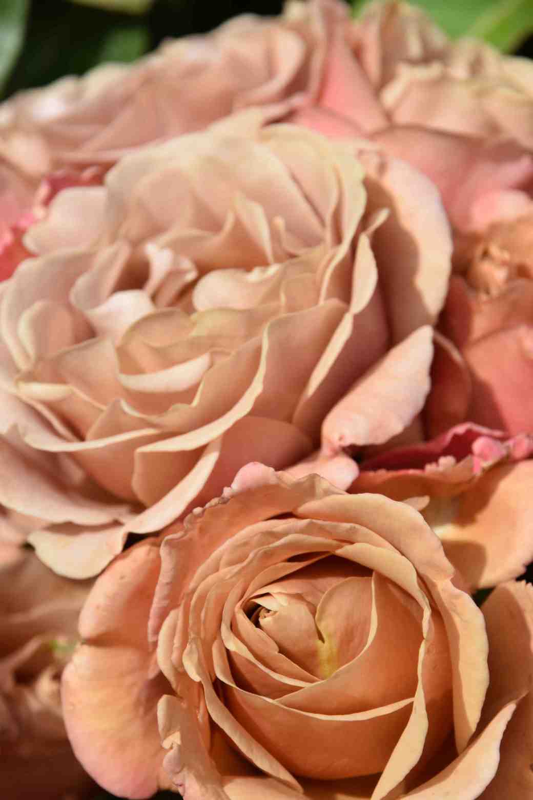 Southport Flower Show; Part 2 – roses | The Biking Gardener