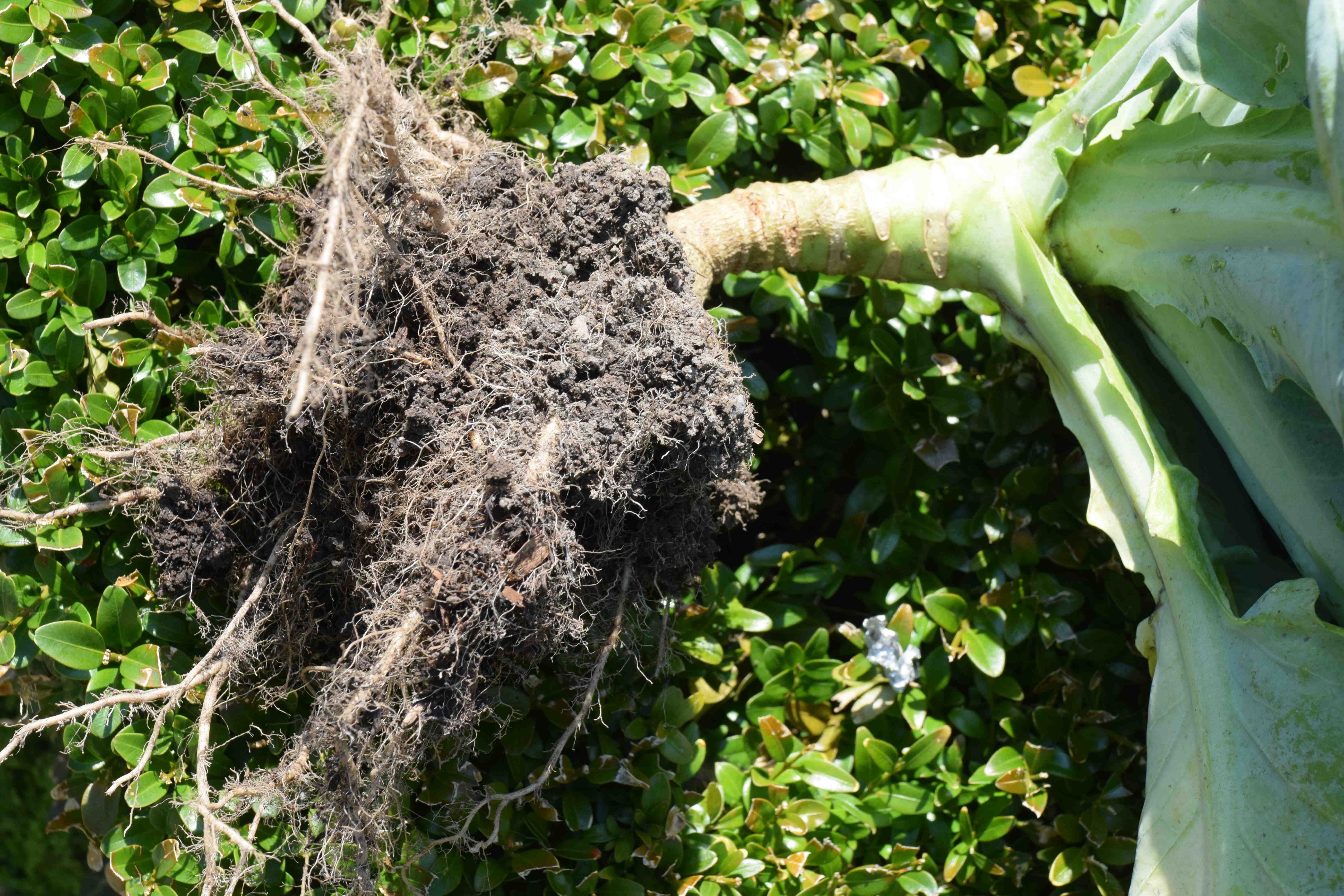 Cabbage ‘Kilaxy’ on trial | The Biking Gardener