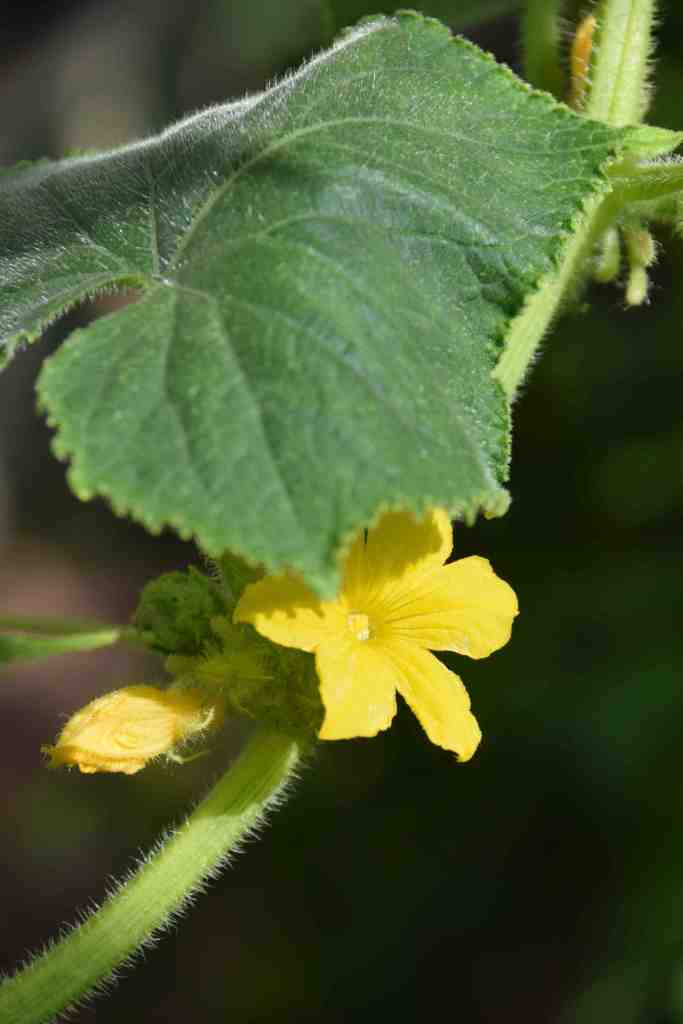 ‘Crystal Apple’ cucumbers | The Biking Gardener