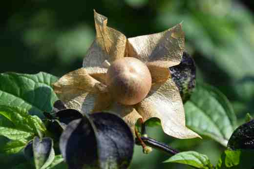 The ever-changing face of nicandra | The Biking Gardener