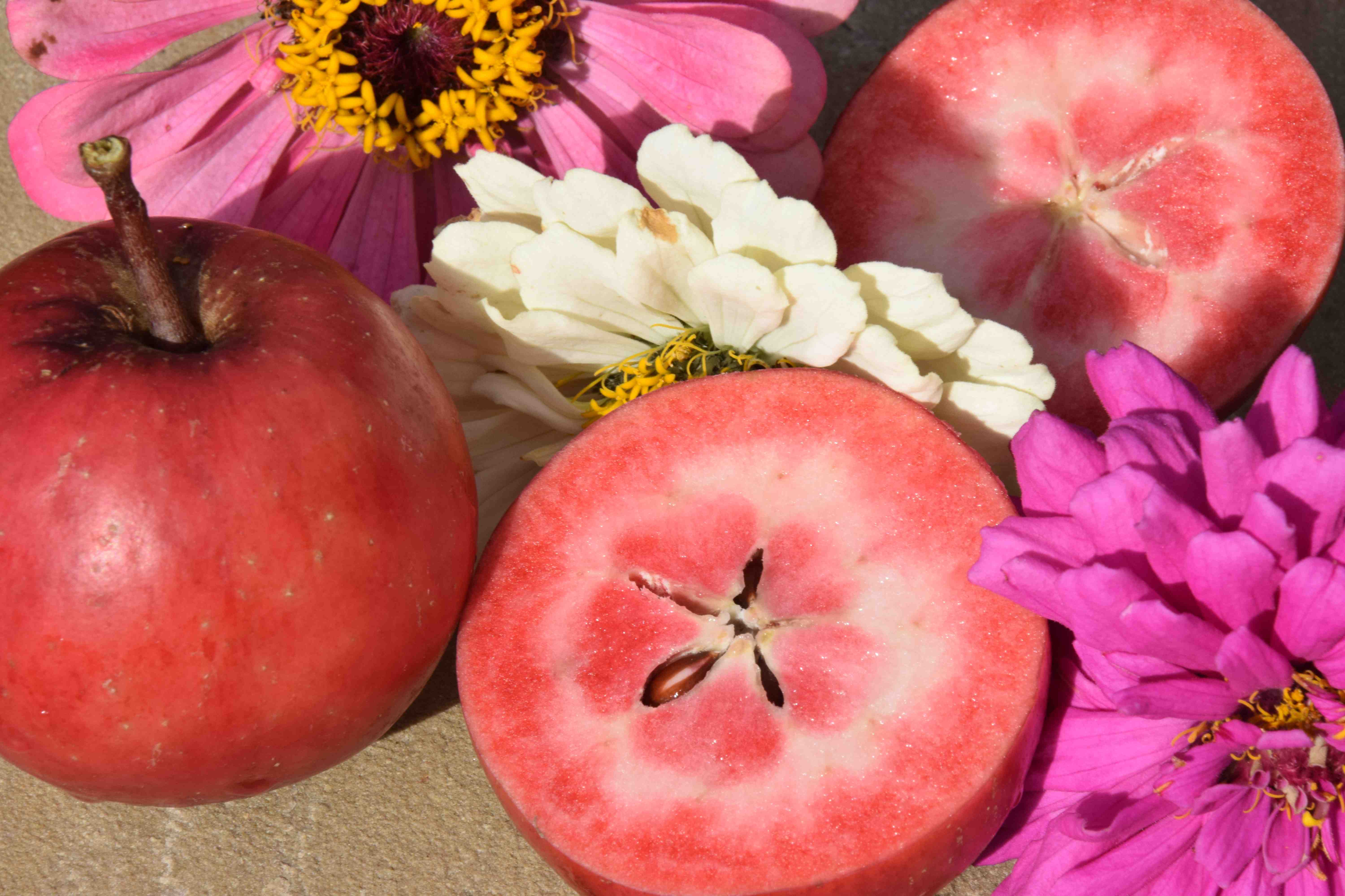 Cinnamon apple rolls: A way to eat ‘Redlove’ apples – Updated Oct 1 ...