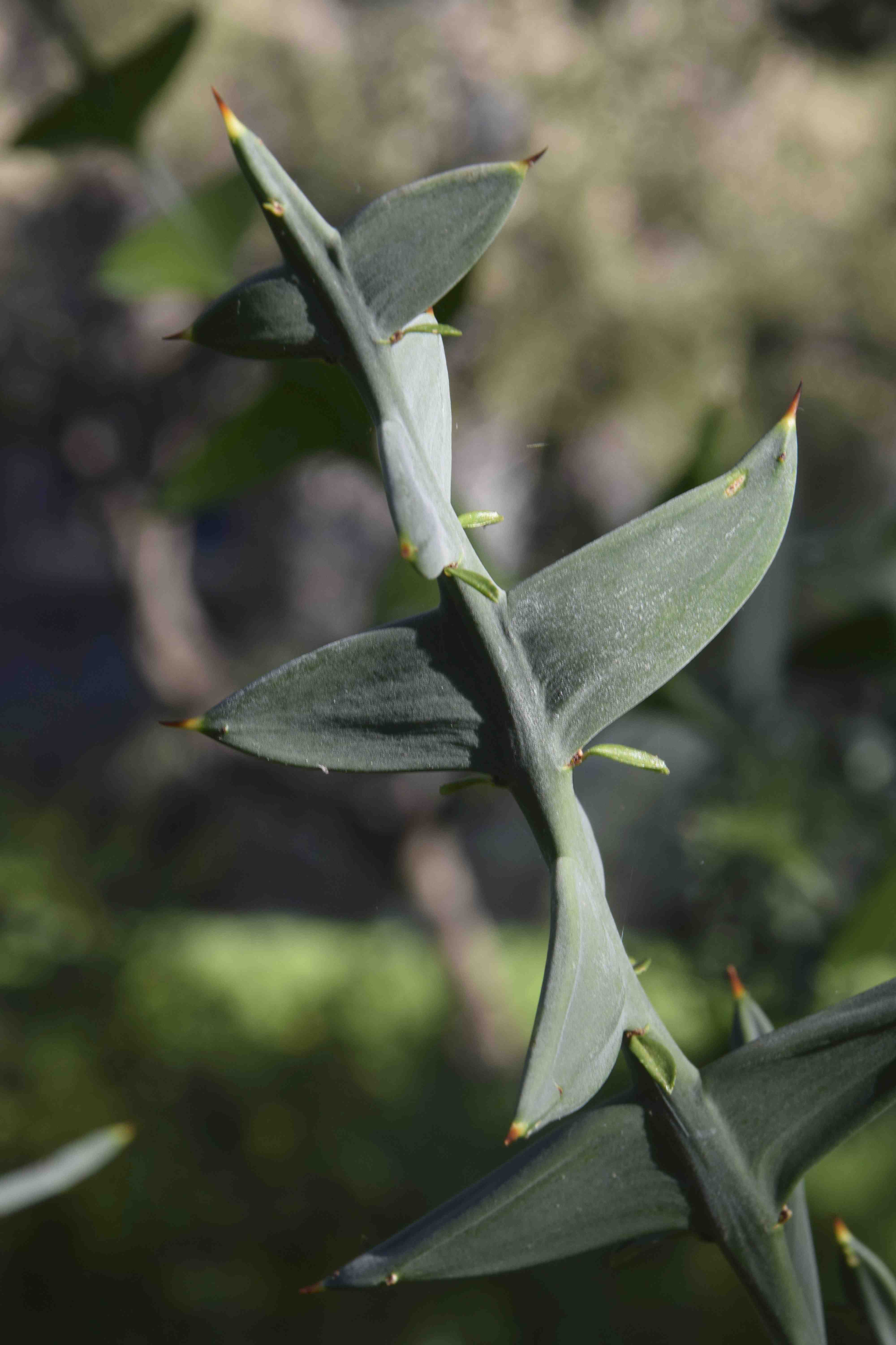 Sniff with care: colletia | The Biking Gardener