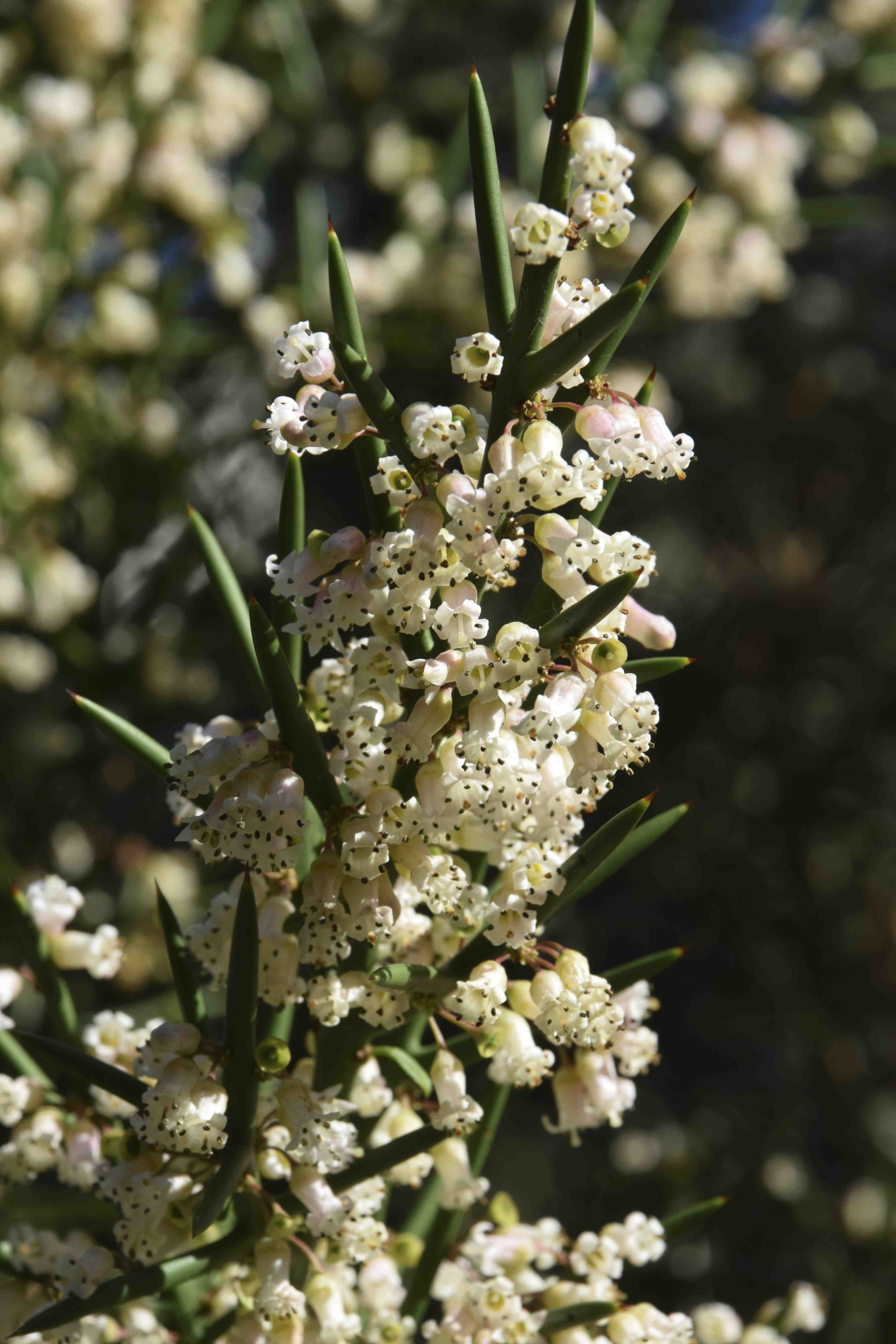 Sniff with care: colletia | The Biking Gardener