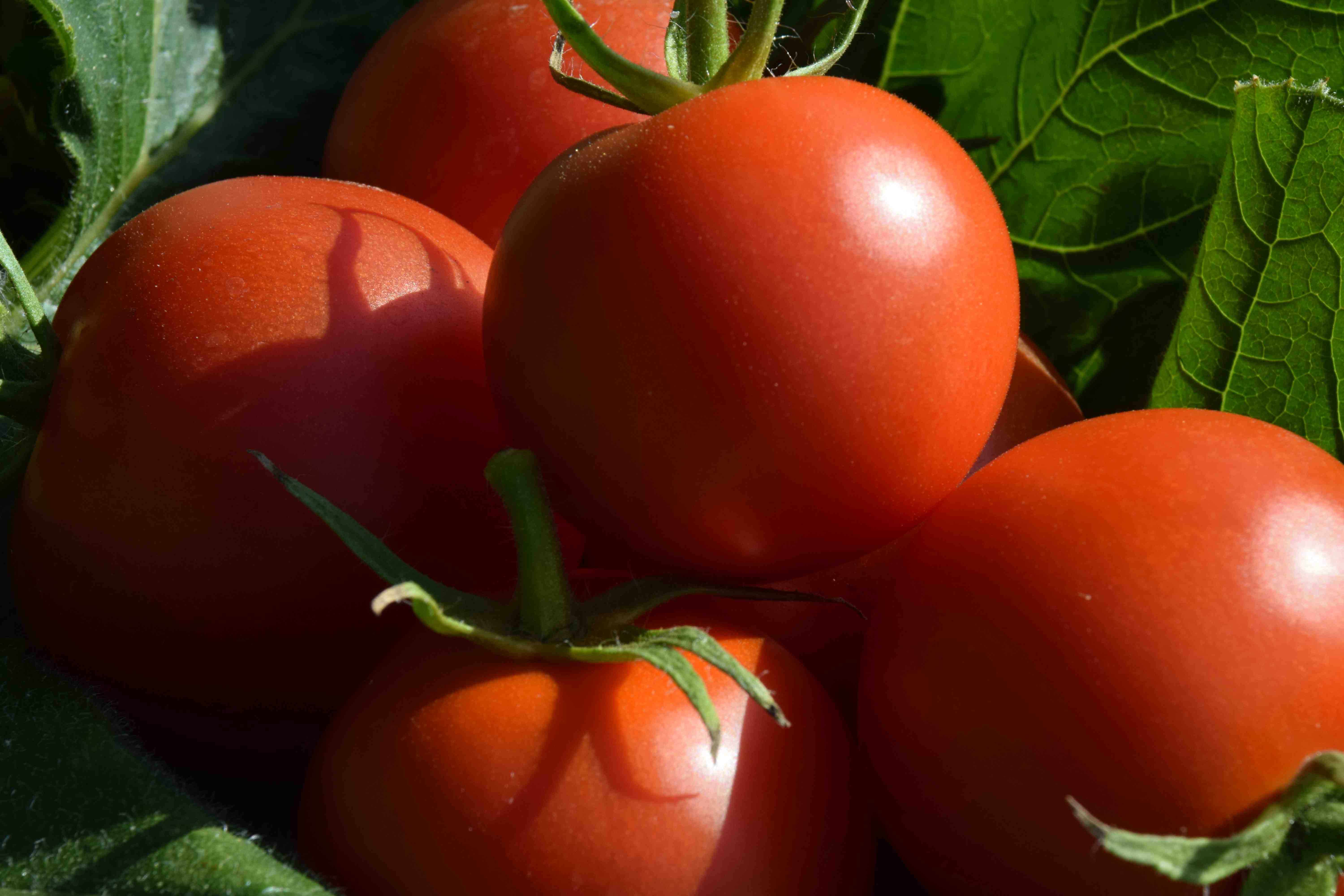 Three red tomatoes | The Biking Gardener