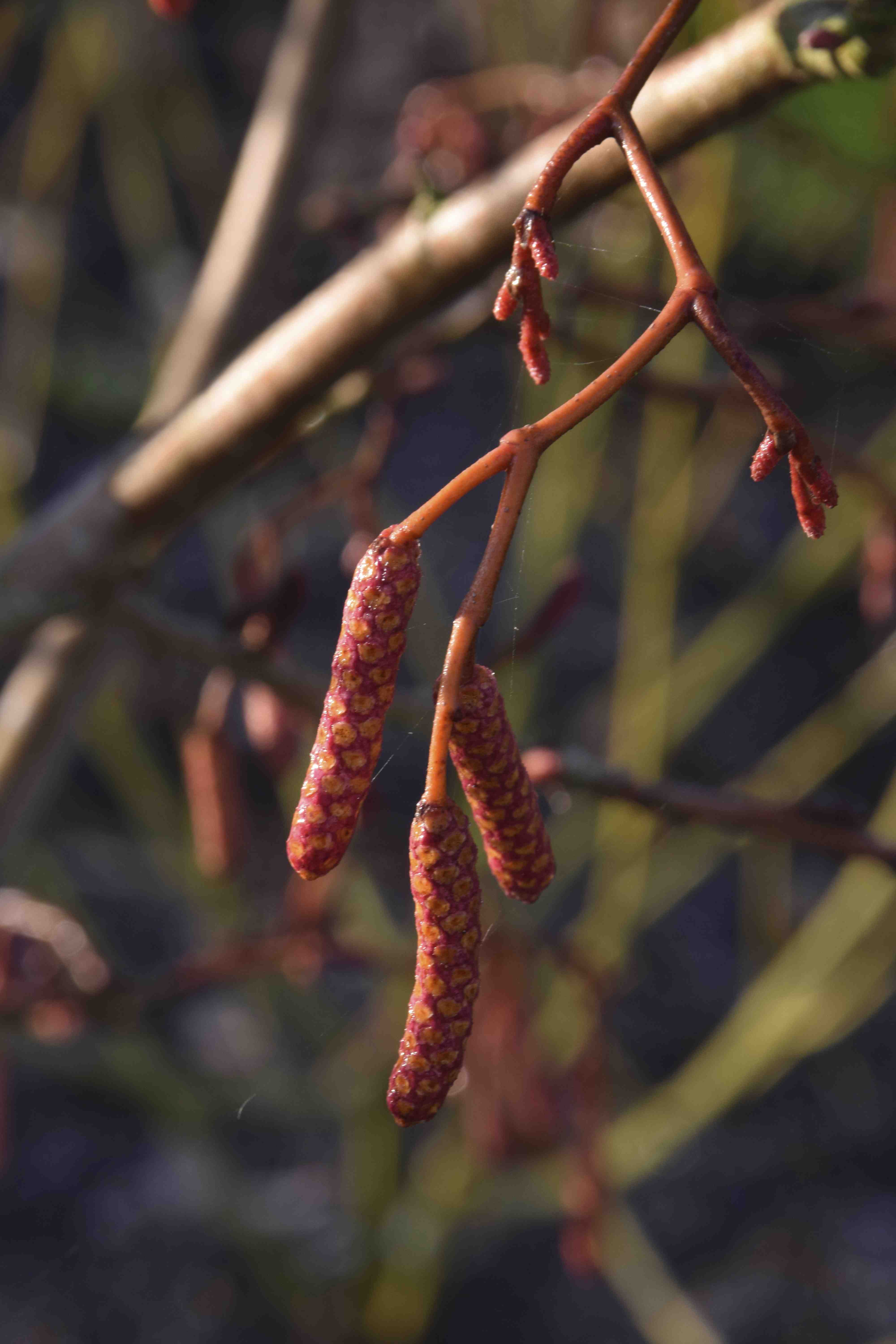 A tree for all reasons and seasons: Alnus incana ‘Aurea’ | The Biking ...