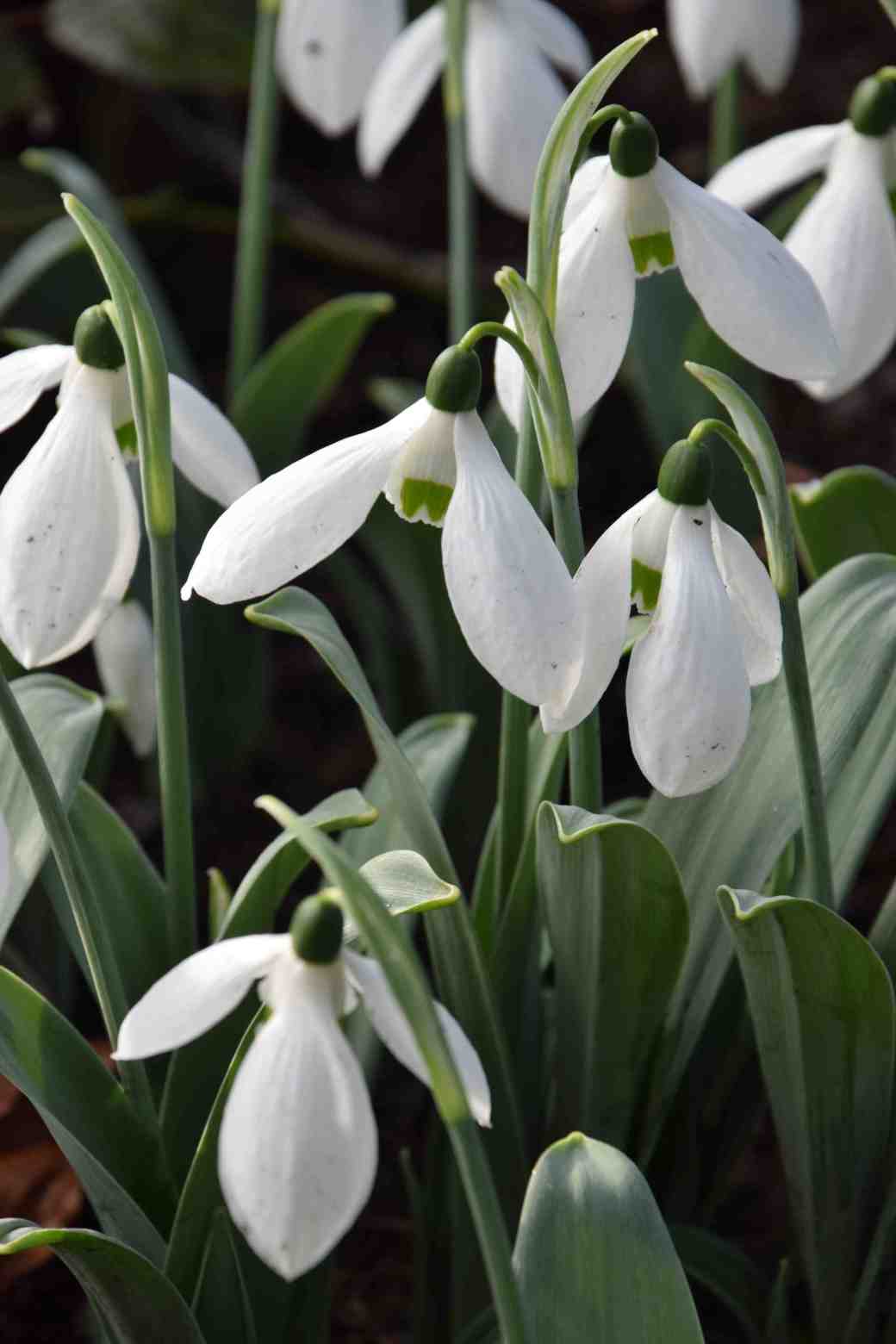 Even more snowdrops from Altamont | The Biking Gardener