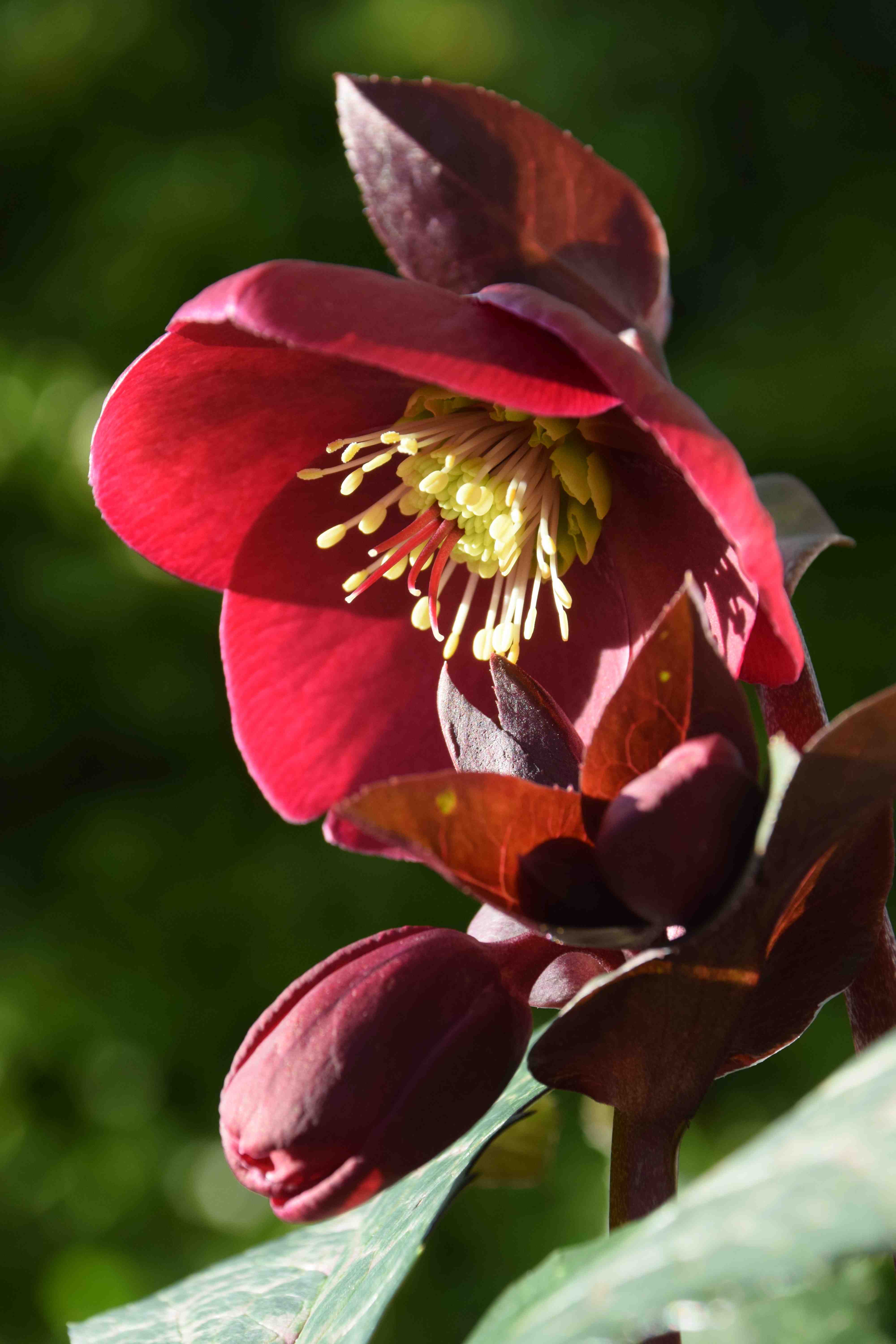 Does it get better than this? Helleborus ‘Anna’s Red’ | The Biking Gardener