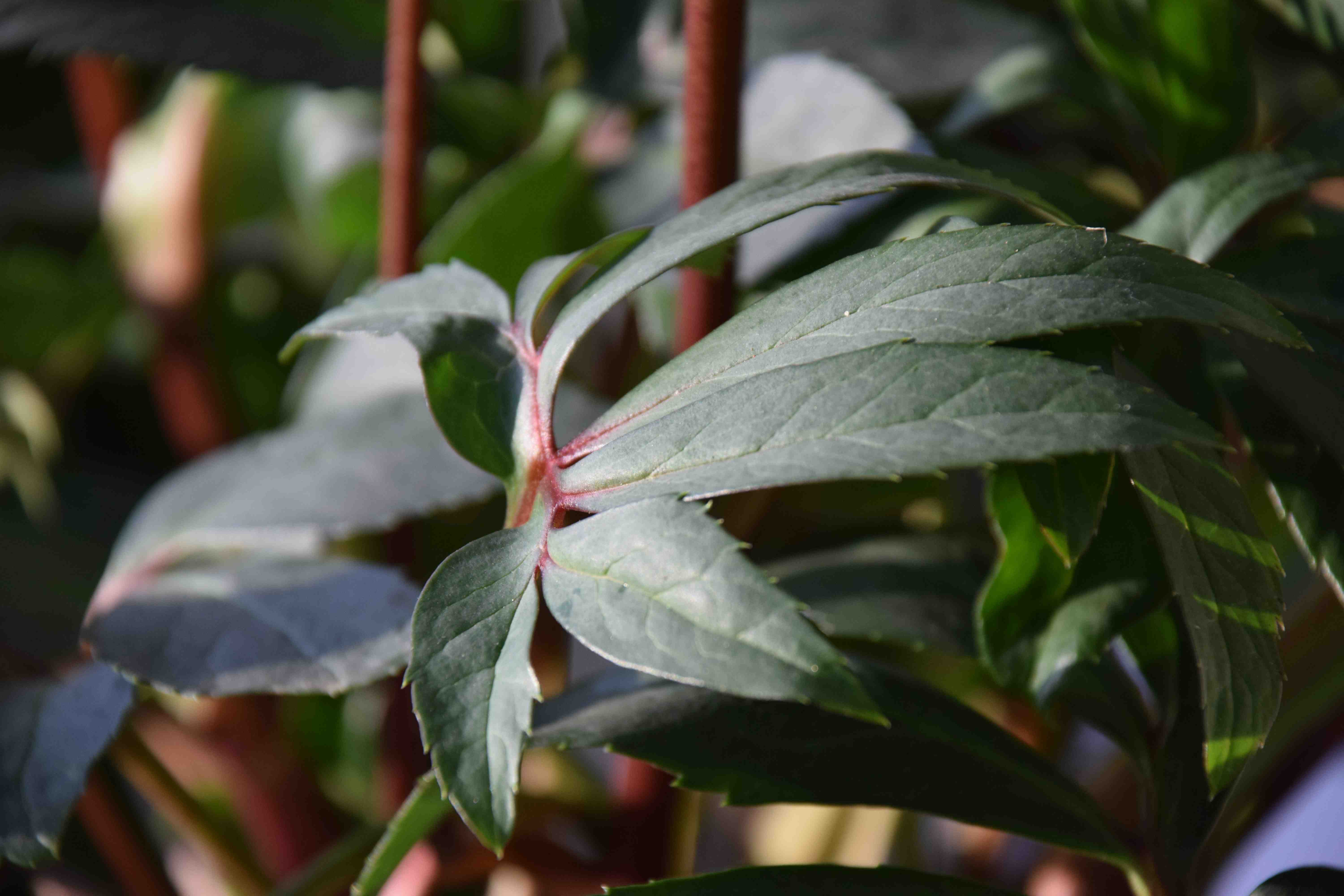 The impossible dream? Helleborus ‘Winterbells’ | The Biking Gardener