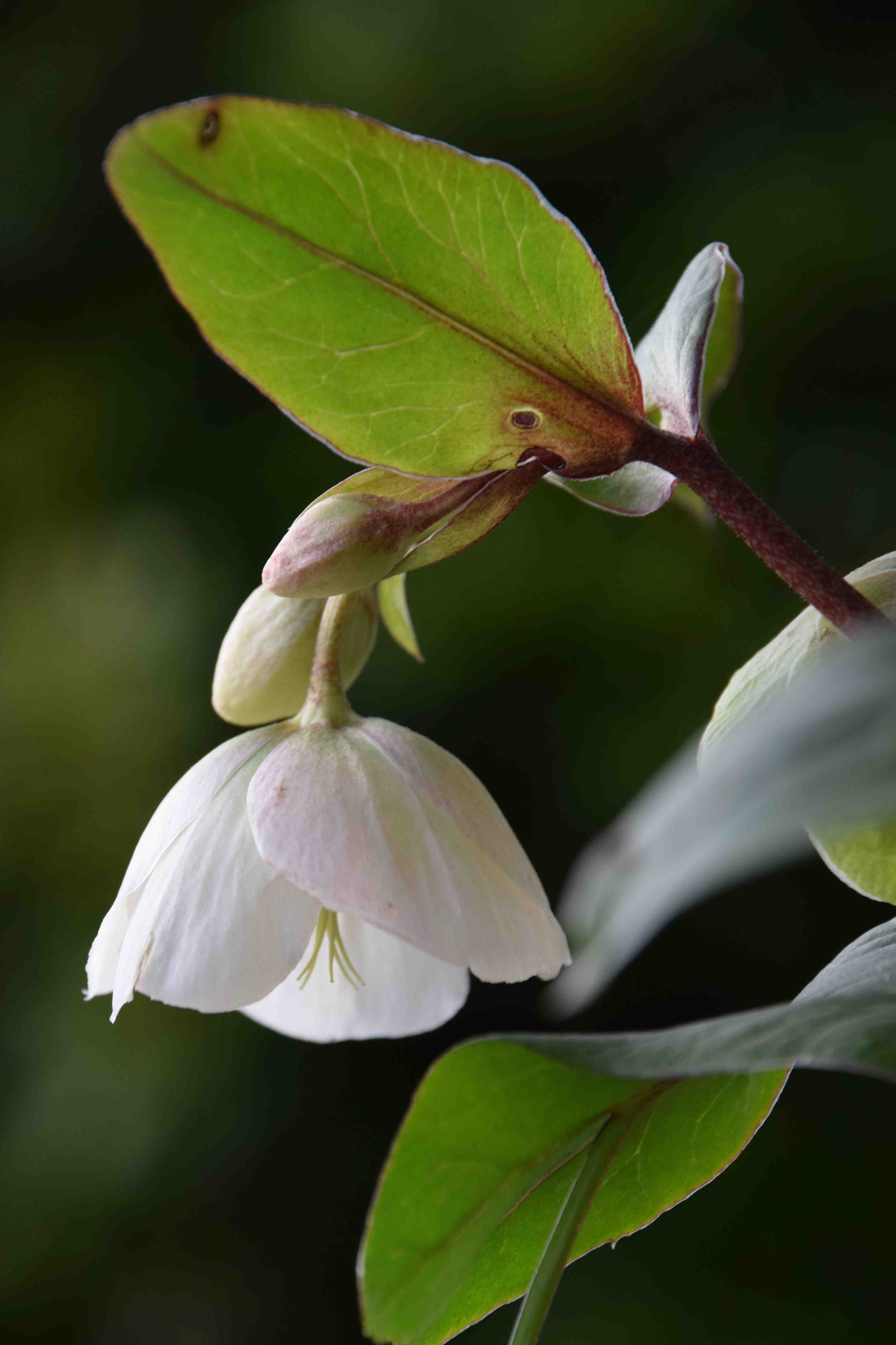 The impossible dream? Helleborus ‘Winterbells’ | The Biking Gardener