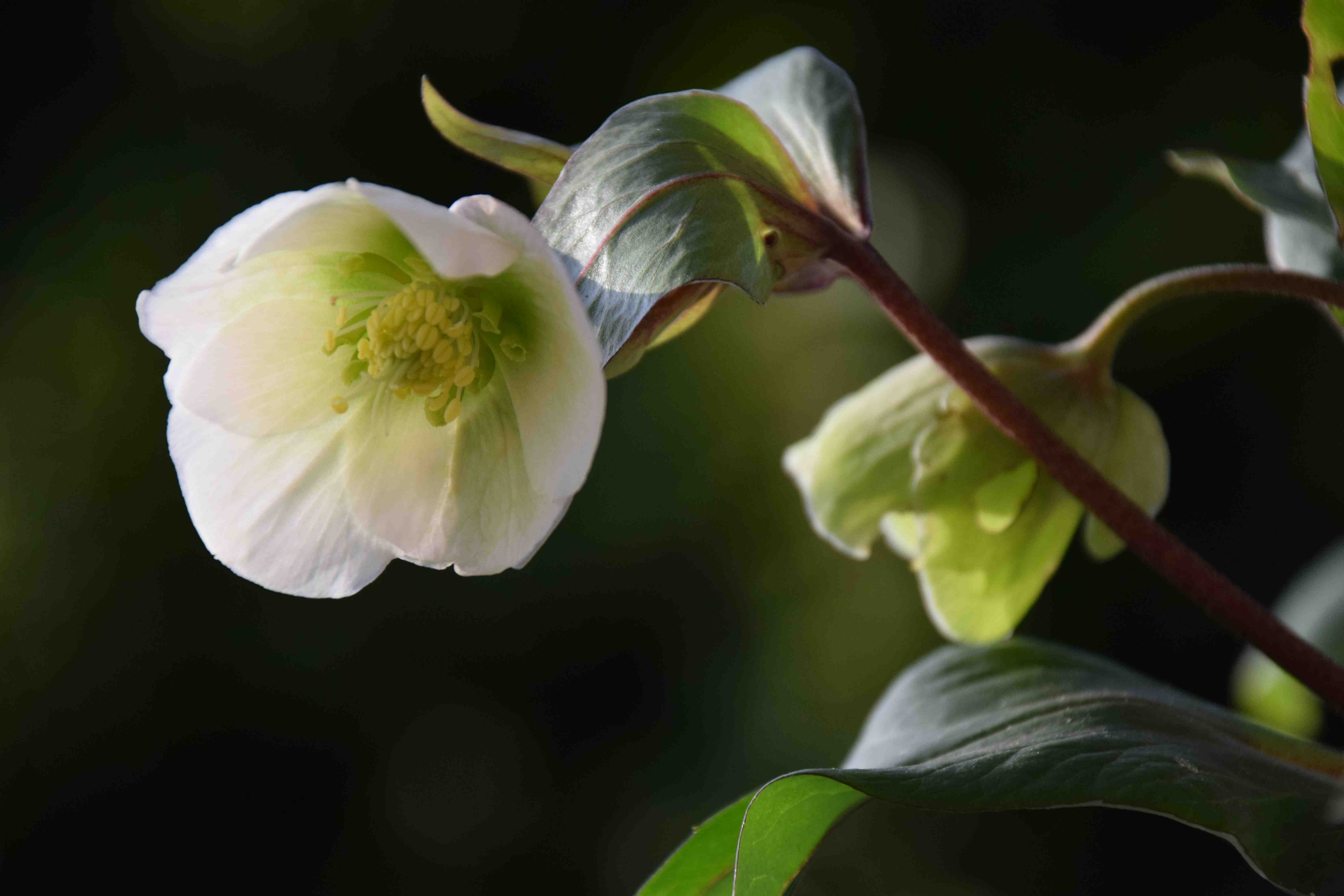 The impossible dream? Helleborus ‘Winterbells’ | The Biking Gardener