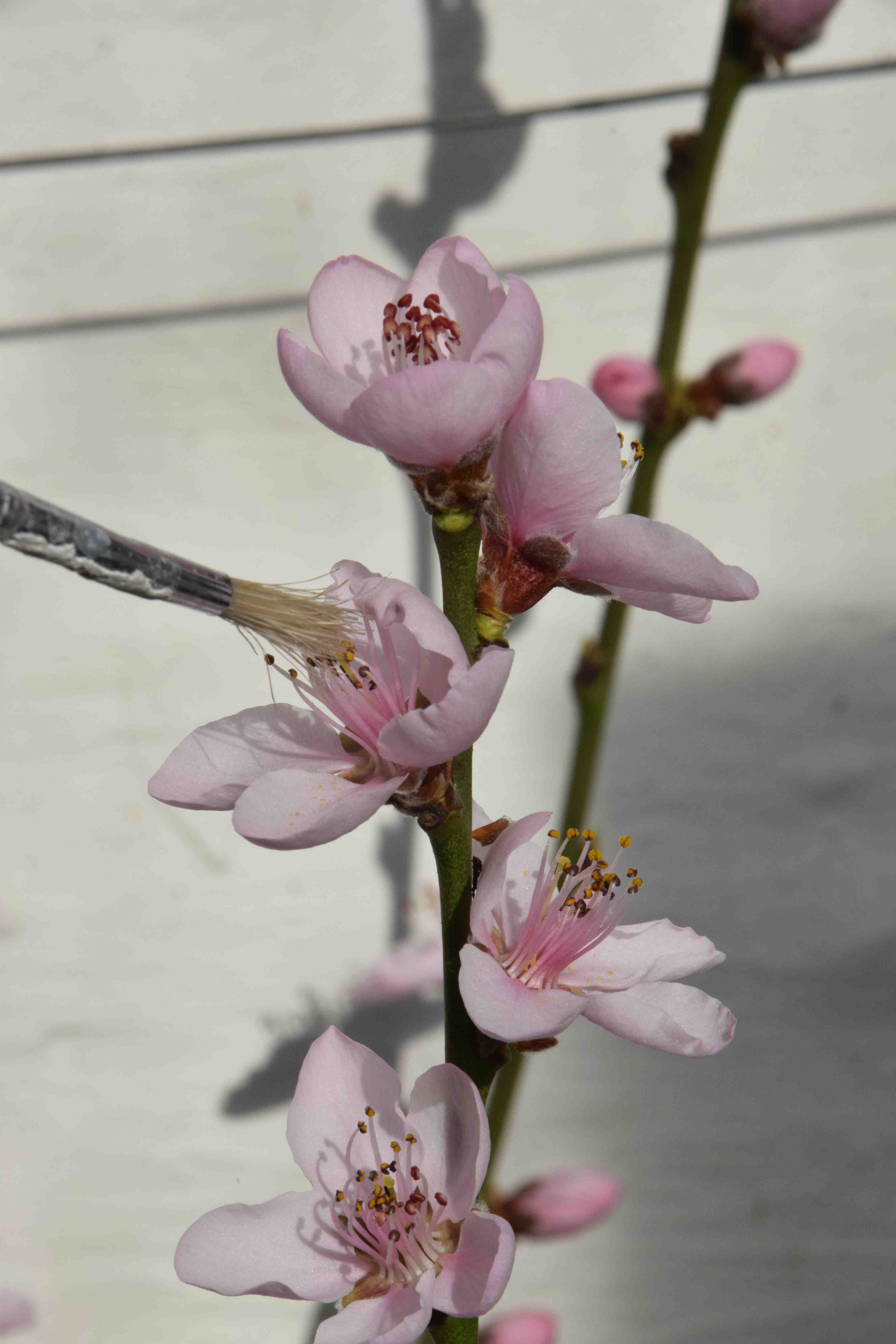 Putting the pollen on peaches | The Biking Gardener