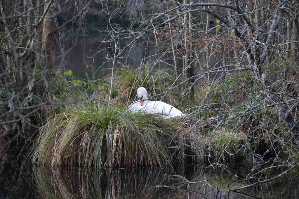 Spring at Altamont | The Biking Gardener