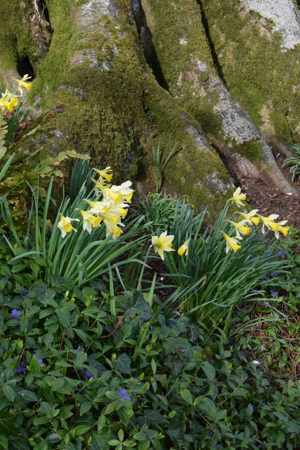 Spring at Altamont | The Biking Gardener