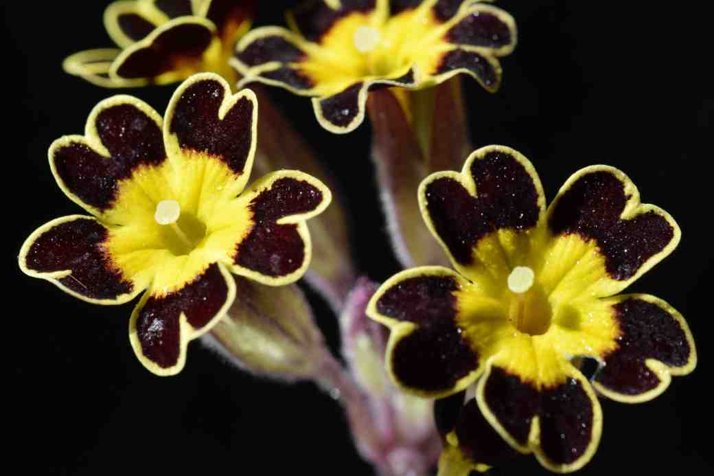 Primulas, primroses and polyanthus | The Biking Gardener