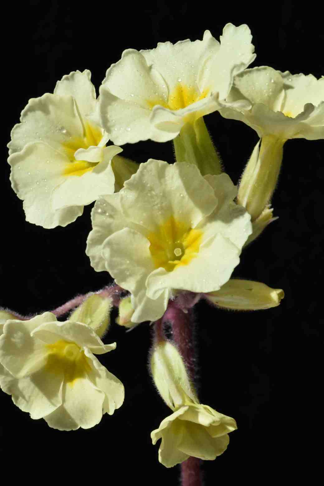 Primulas, primroses and polyanthus | The Biking Gardener