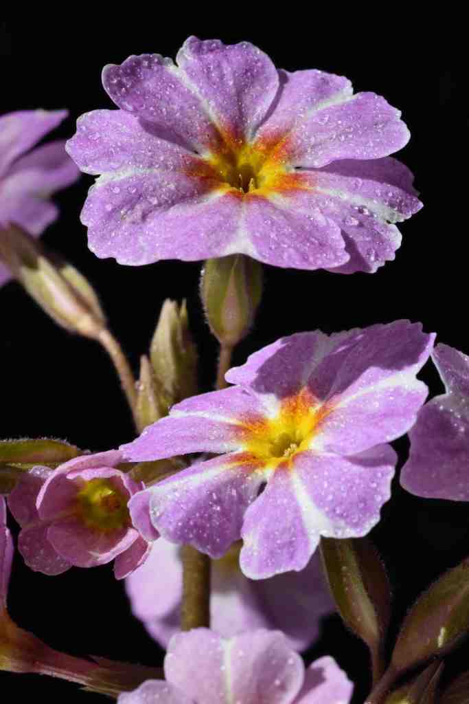 Primulas, primroses and polyanthus | The Biking Gardener