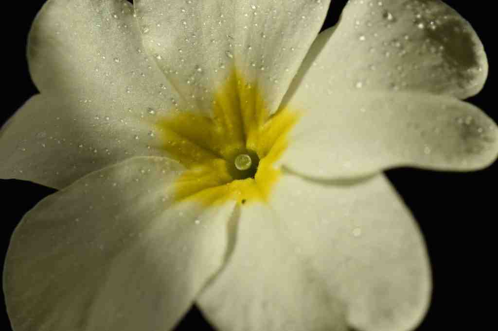 Primulas, primroses and polyanthus | The Biking Gardener