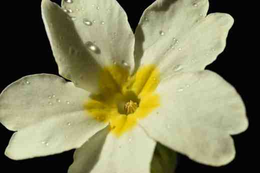 Primulas, primroses and polyanthus | The Biking Gardener