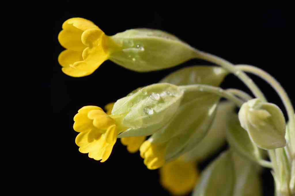 Primulas, primroses and polyanthus | The Biking Gardener