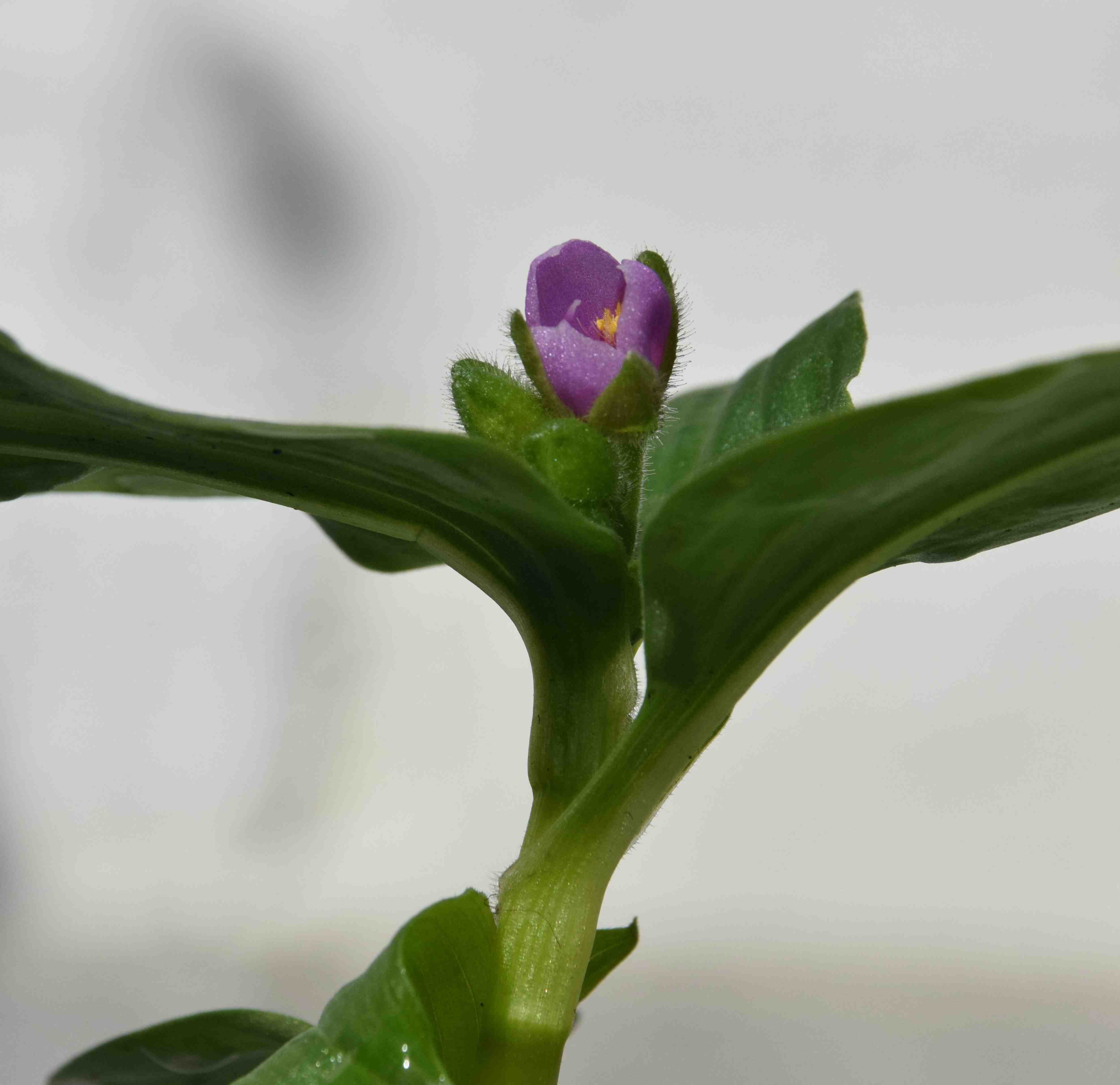 Tinantia erecta: precocious in the extreme | The Biking Gardener