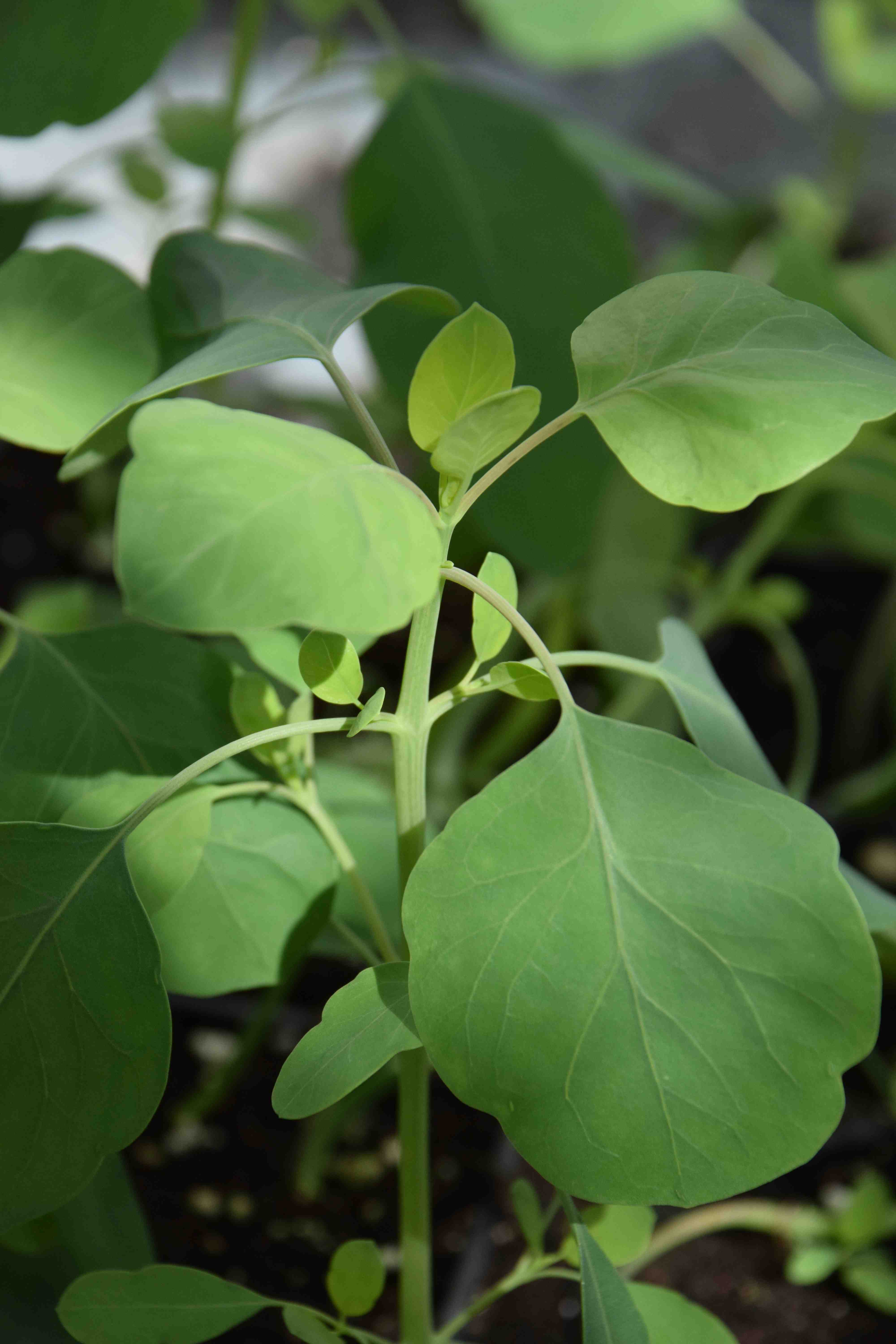 A herb for the adventurous: papalo | The Biking Gardener