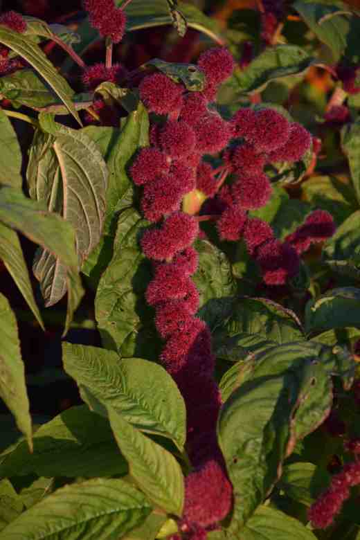 Amaranthus ‘Dreadlocks’ | The Biking Gardener
