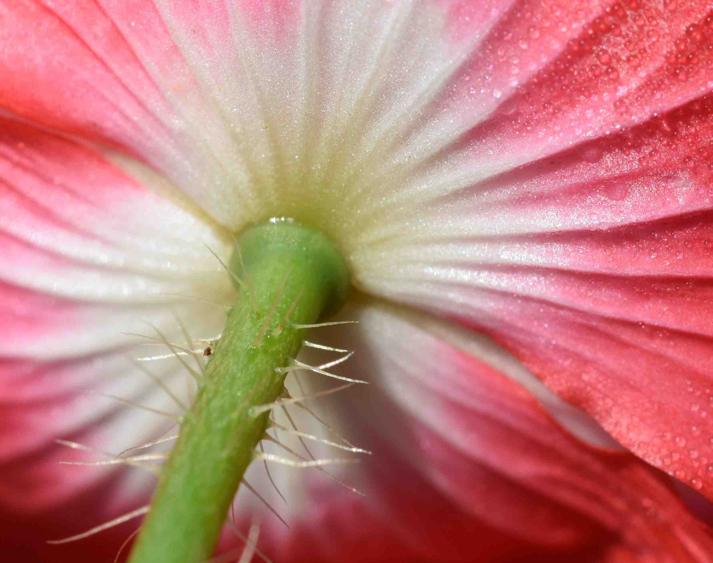 Up close and personal | The Biking Gardener