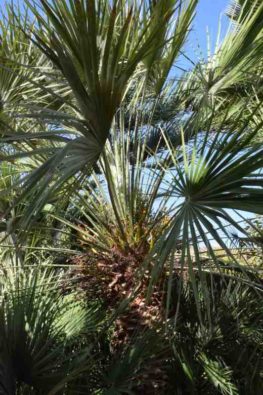The European palm | The Biking Gardener