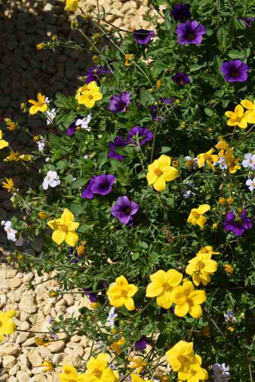 Making gardens easy: Trixi plants | The Biking Gardener