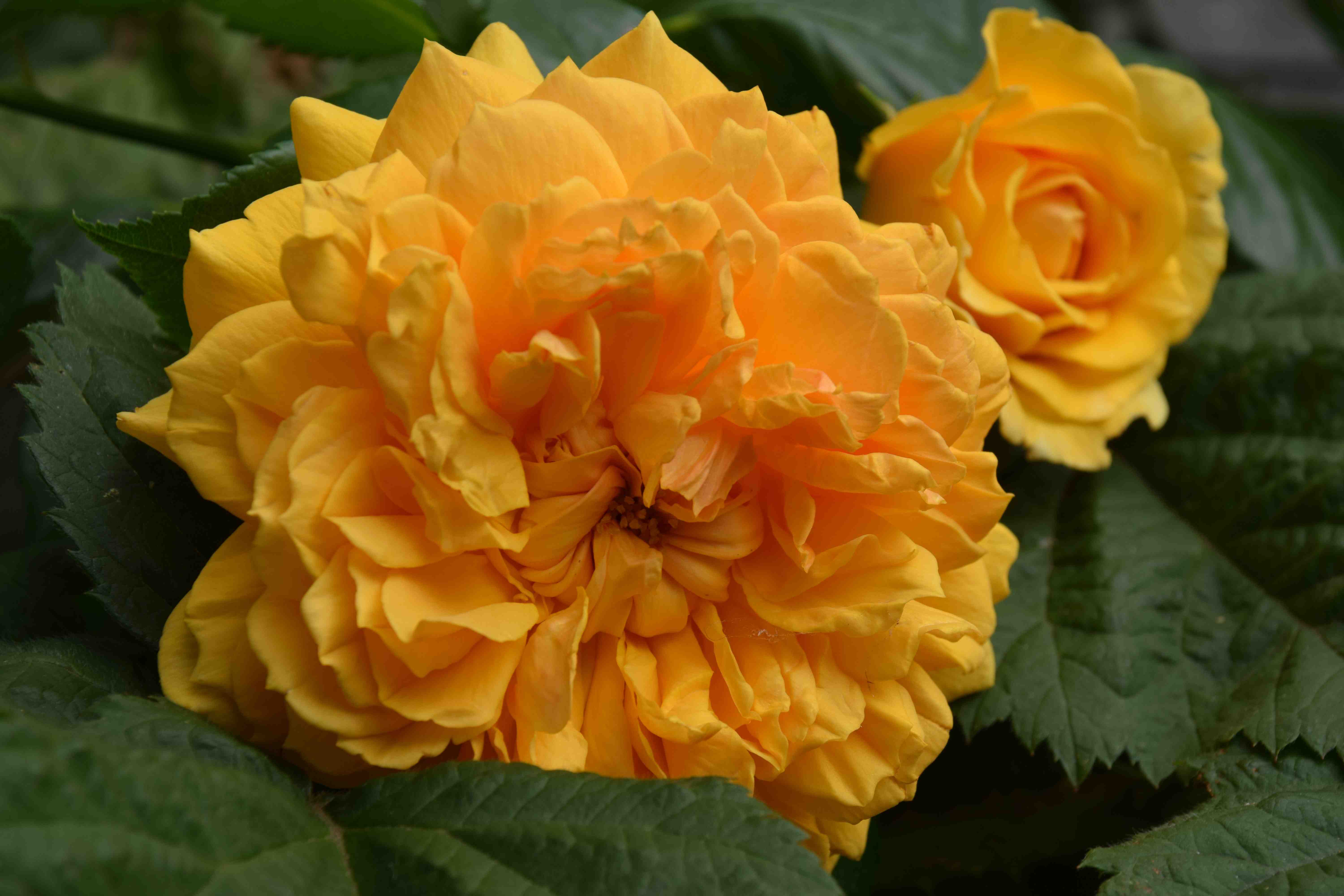 Rosa ‘Leah Tutu’: Buy first, ask questions later | The Biking Gardener