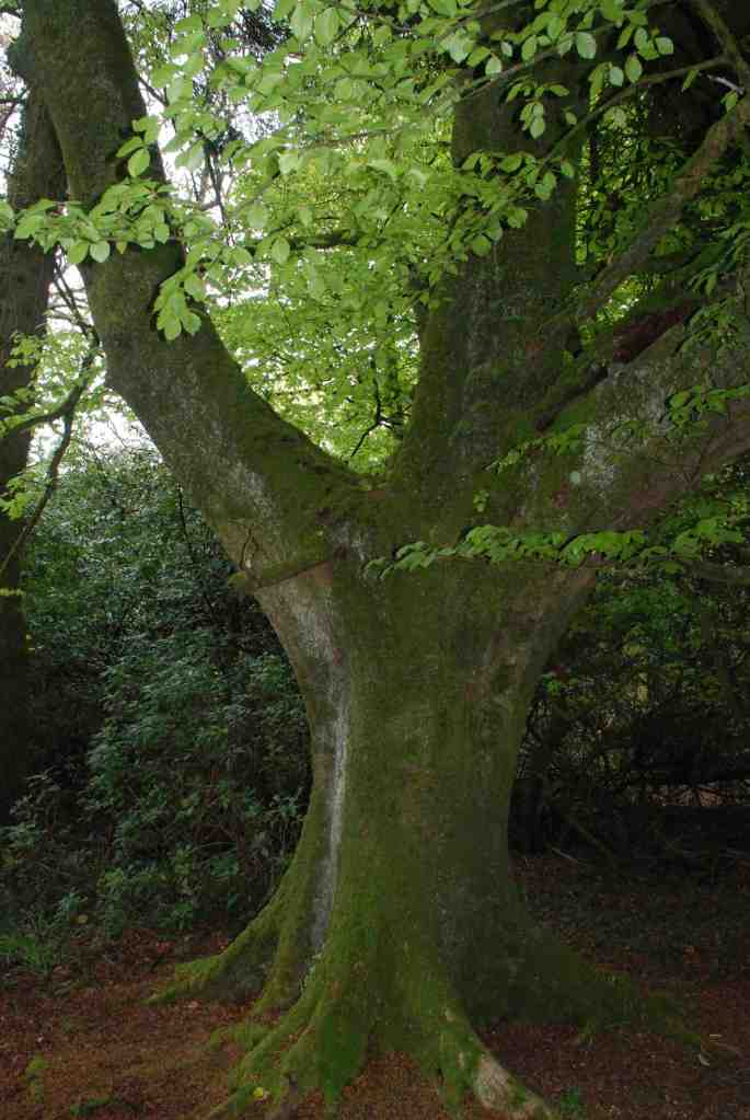 A-Z of botany: Bole | The Biking Gardener