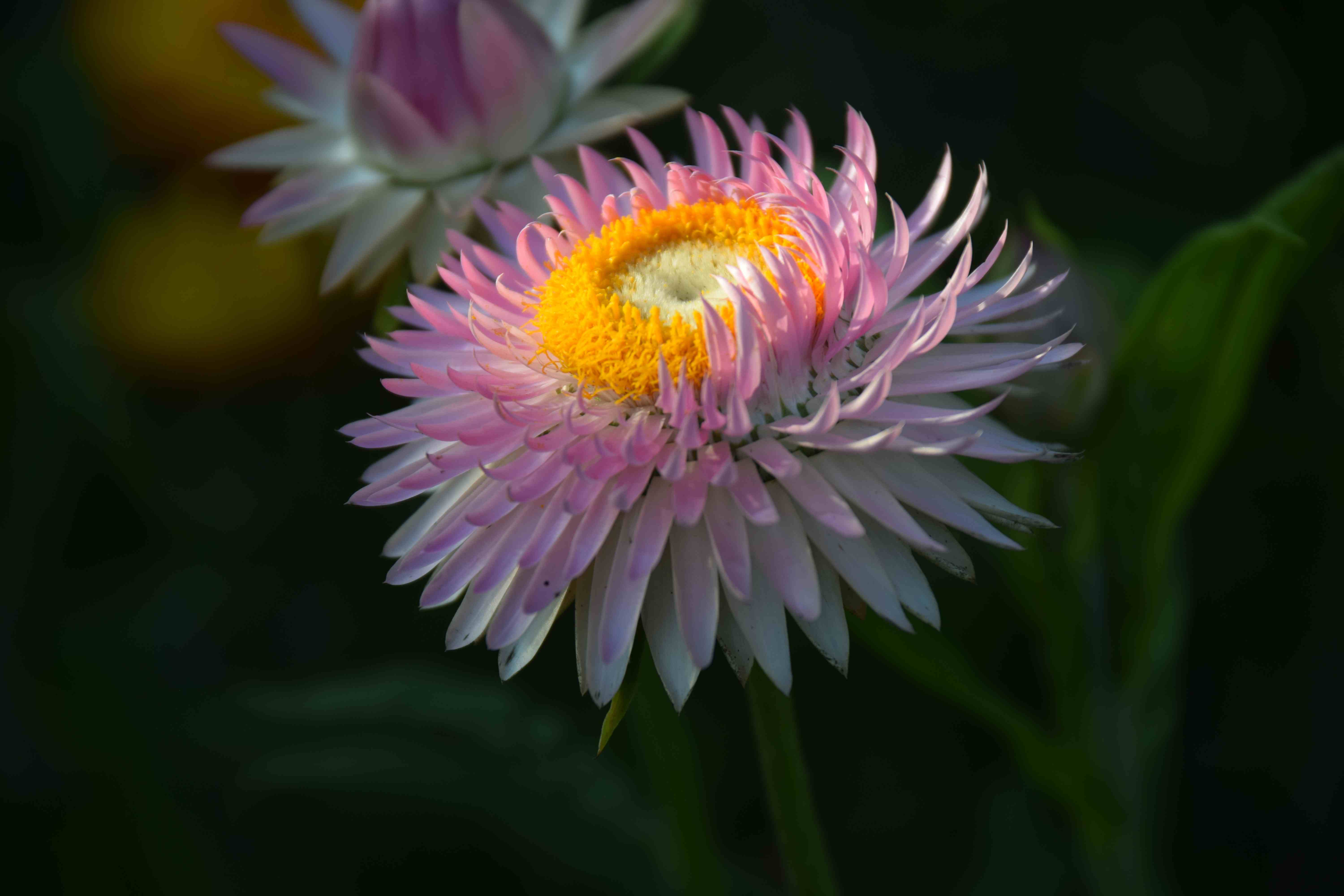 A-Z of Botany: Involucre | The Biking Gardener