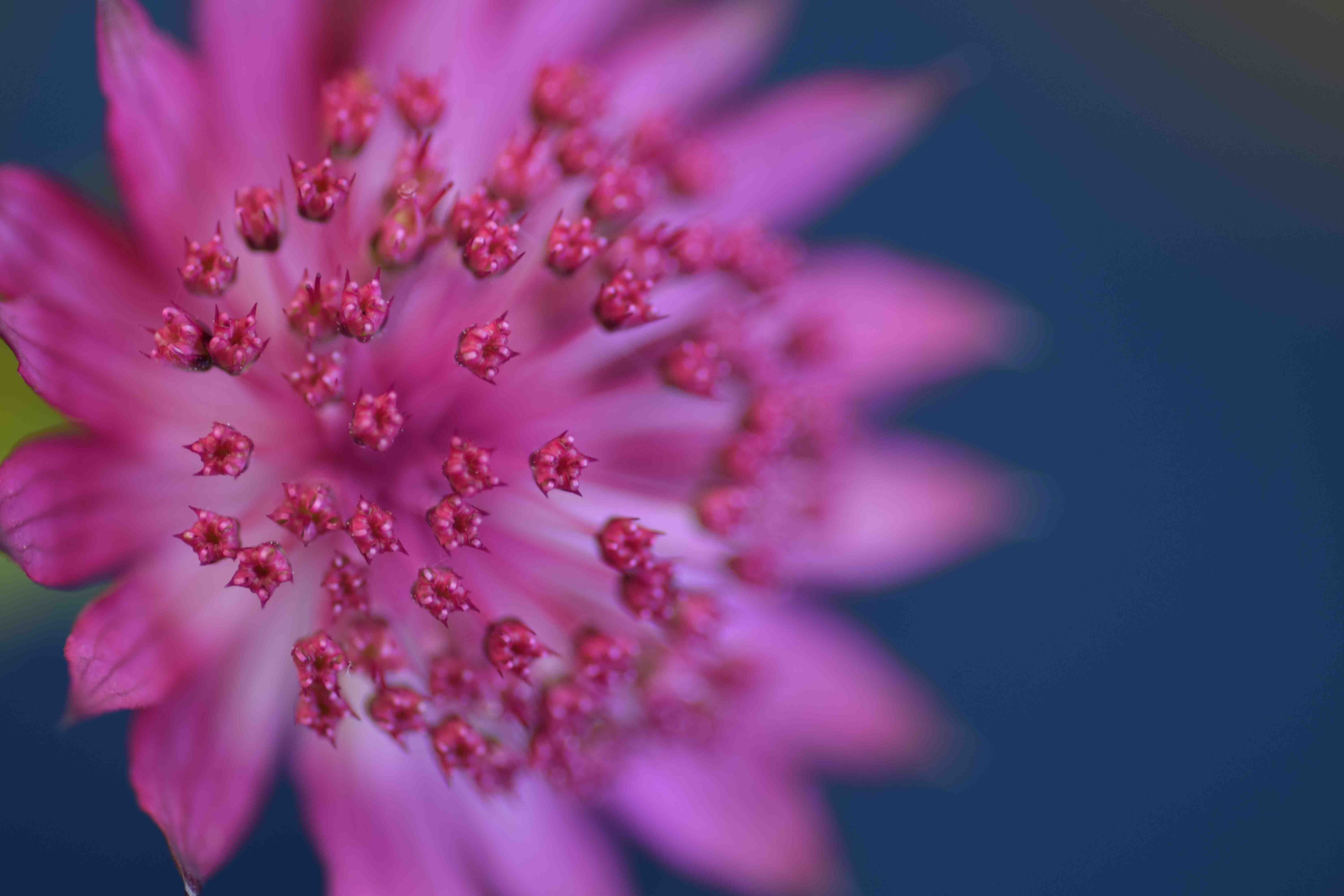 A-Z of botany: umbel | The Biking Gardener