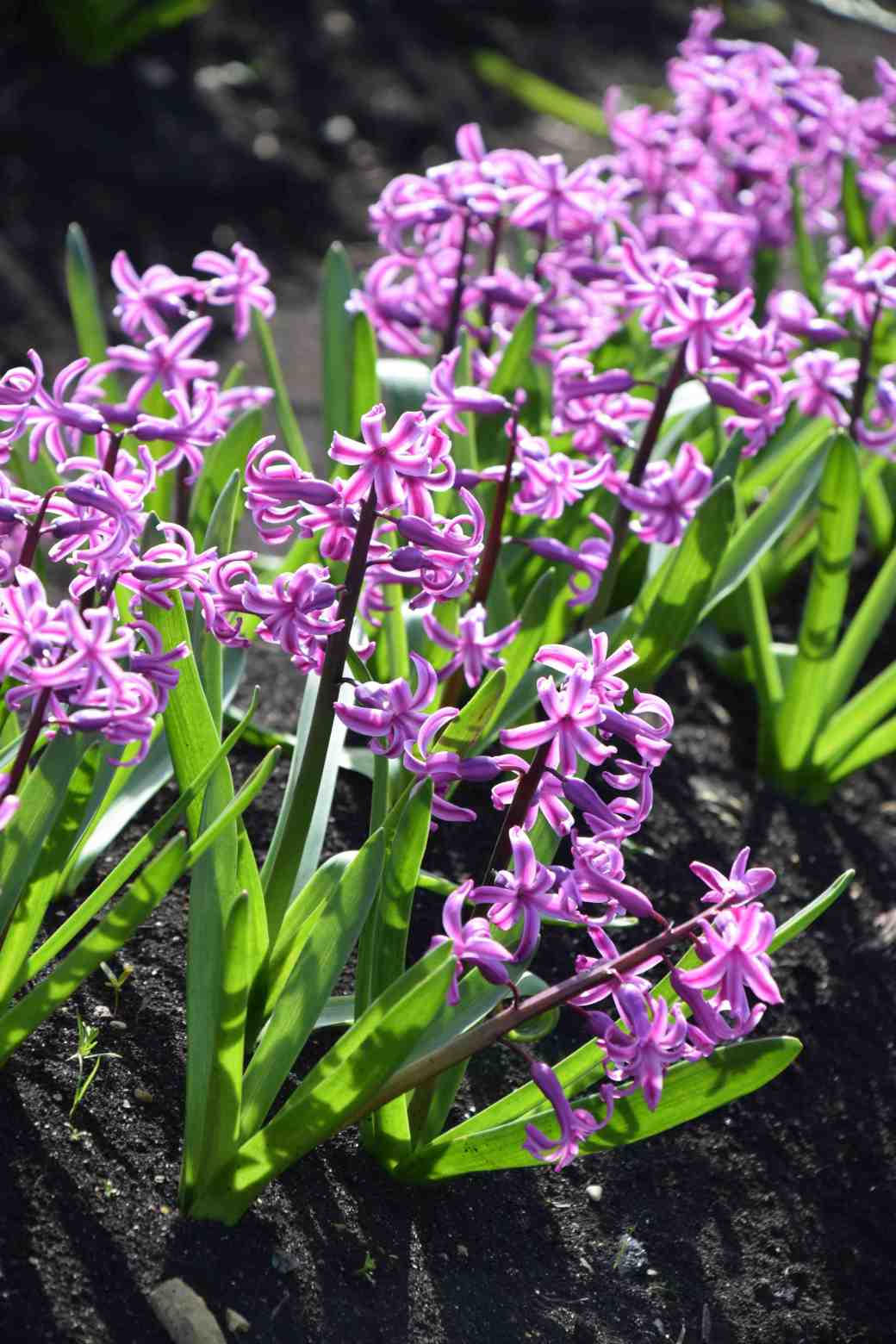Dedication: Alan Shipp and his hyacinths | The Biking Gardener