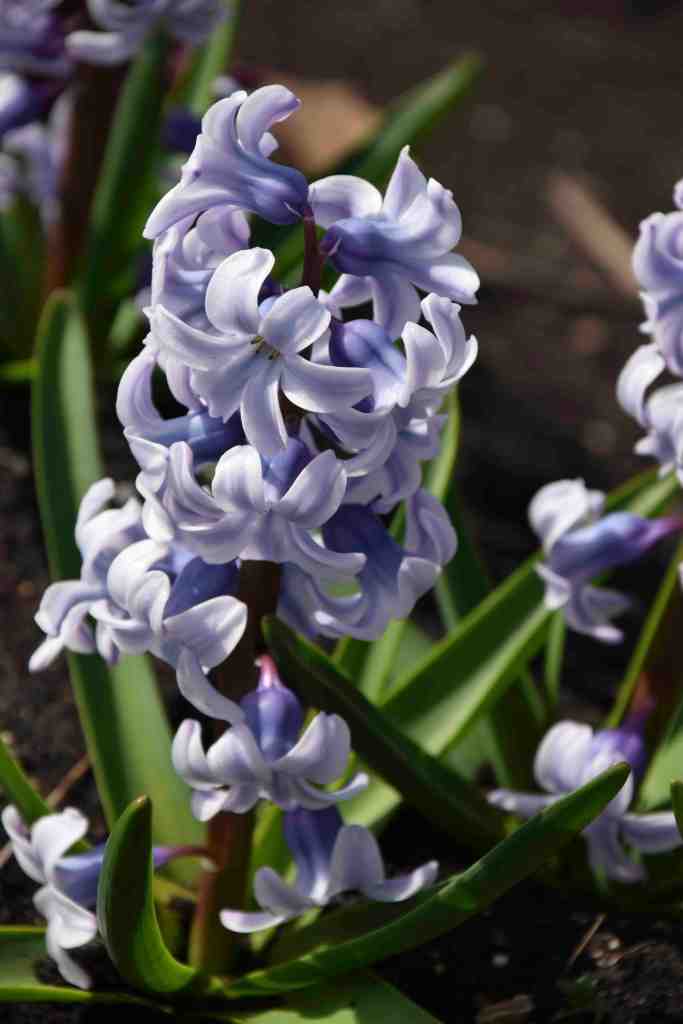 Dedication: Alan Shipp and his hyacinths | The Biking Gardener