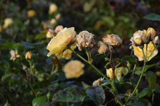 What a load of balling | The Biking Gardener