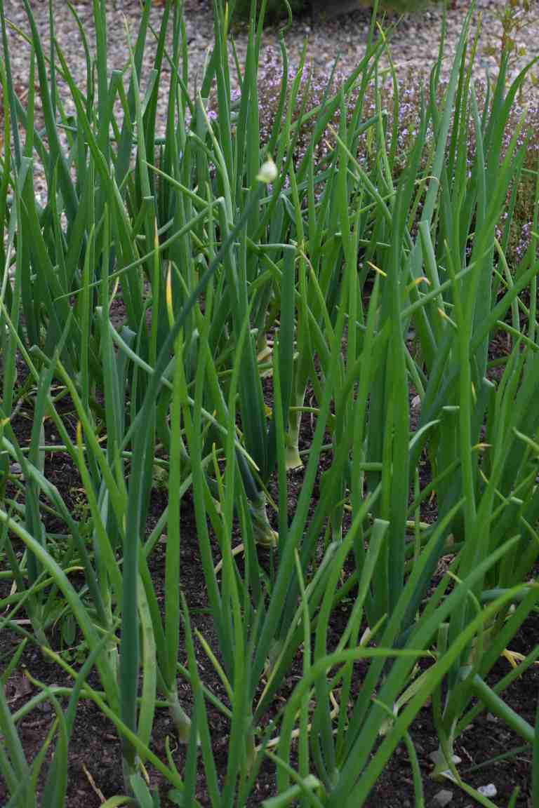 Why onions bolt | The Biking Gardener